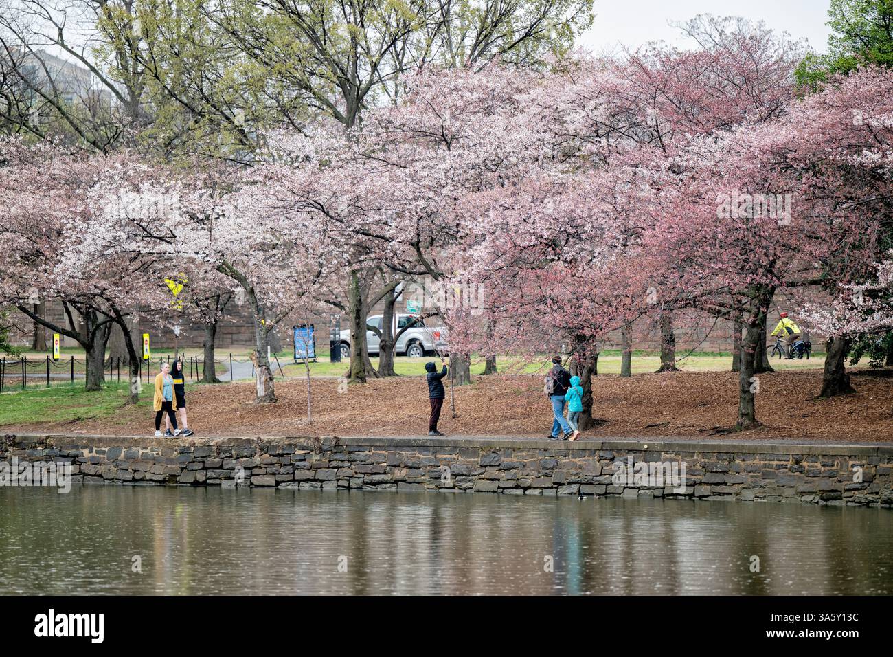 WASHINGTON DC — Visitors walk along the Tidal Basin beneath cherry trees in bloom. The flowering ...