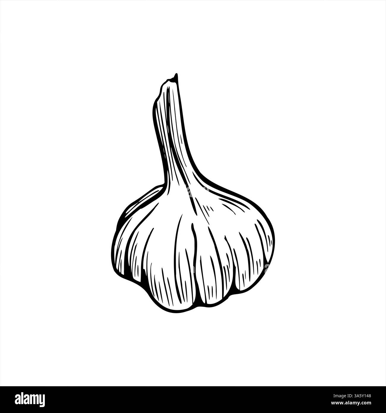 Monochrome whole garlic head vegetable vector isolated illustration ...