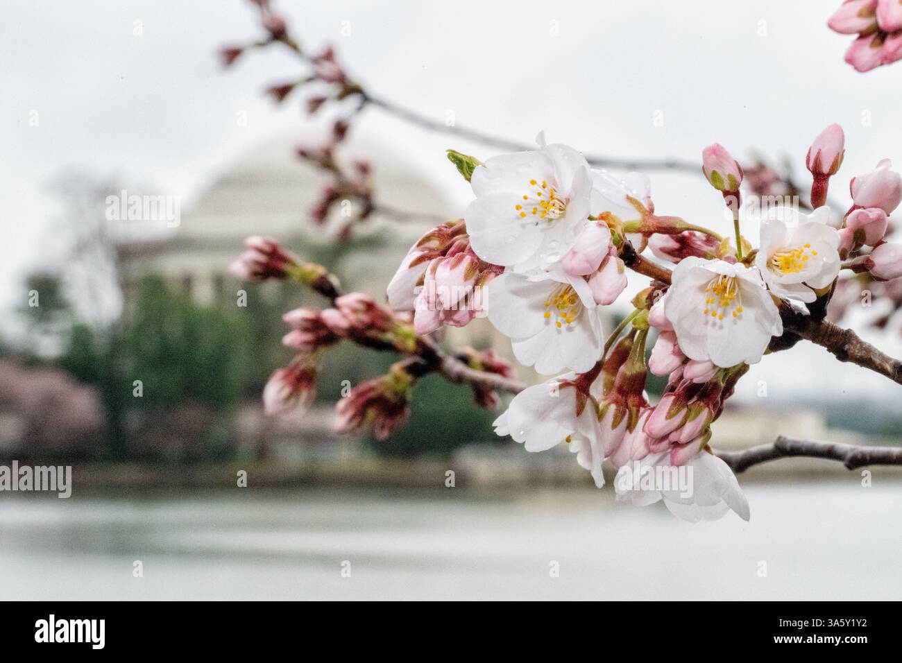 2025 bloom stages hi-res stock photography and images - Alamy