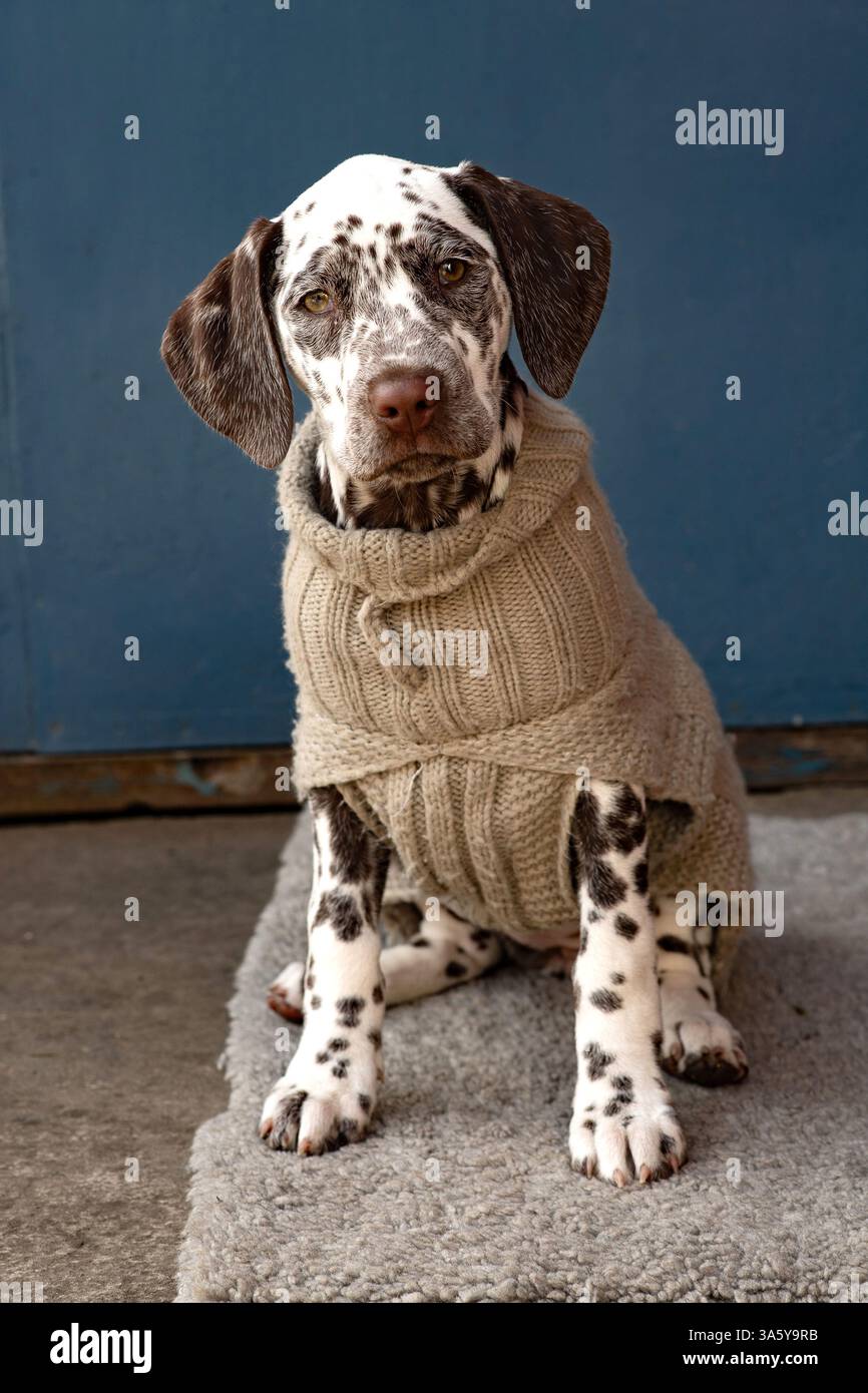Puppy with sweater Stock Photo - Alamy