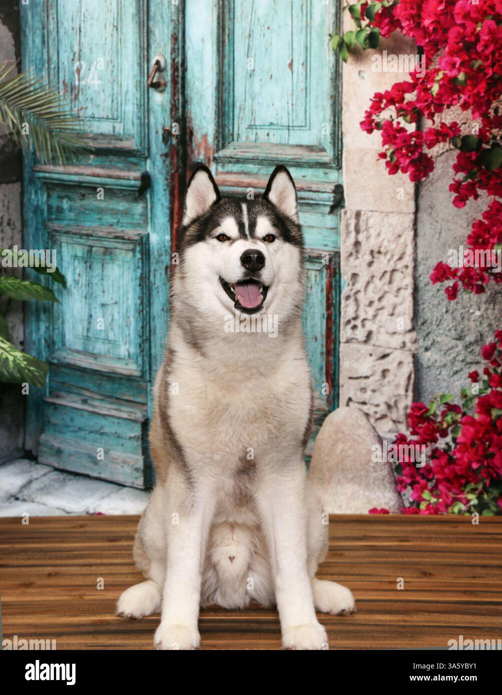 Studio pics hi-res stock photography and images - Alamy
