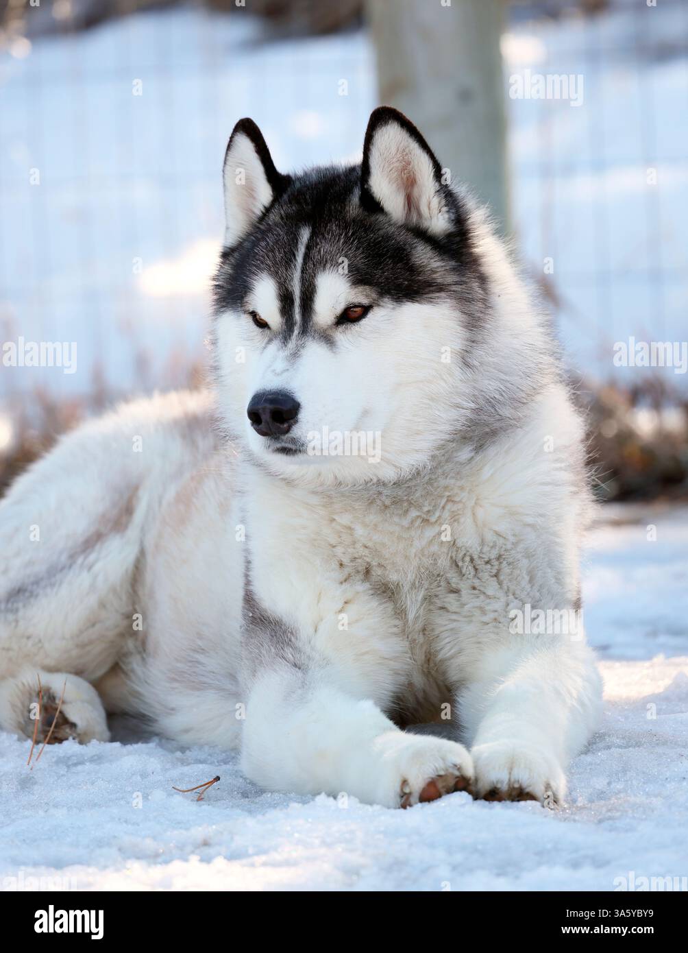 Husky in the snow Stock Photo - Alamy