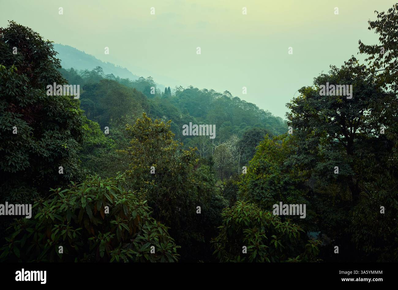 Landscape of beautiful forest in India Stock Photo - Alamy