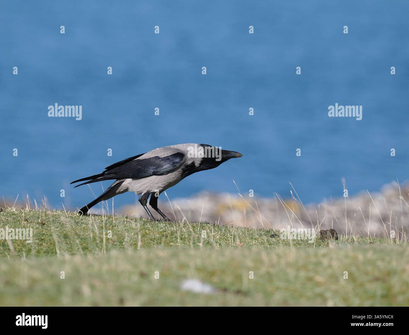 Hooded crow scotland hi-res stock photography and images - Alamy