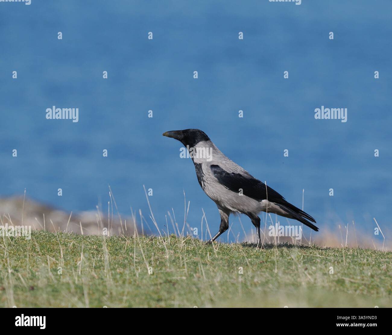 Hooded crow live along shores in Scotland where they forage for food ...