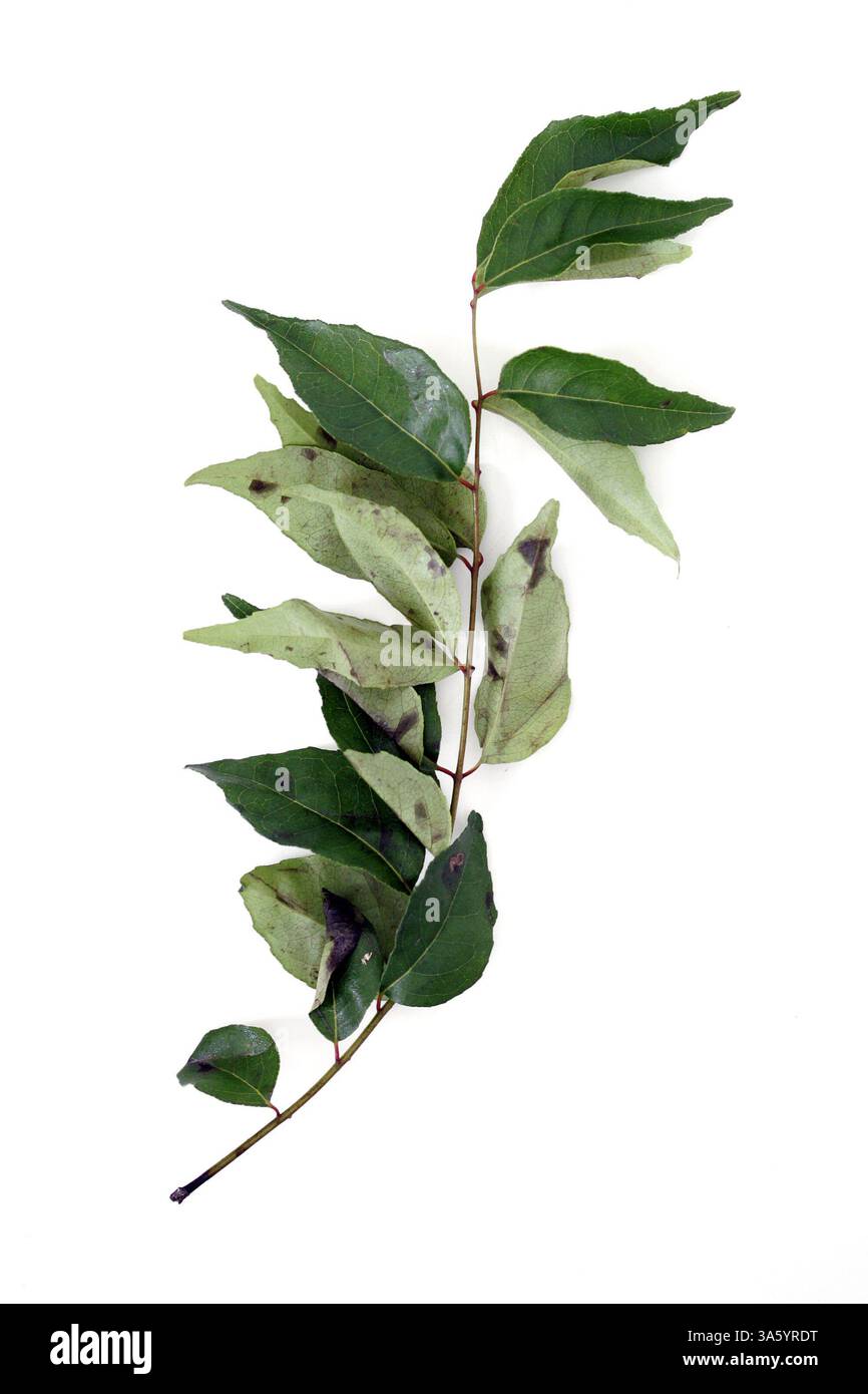 Map of curry hi-res stock photography and images - Alamy