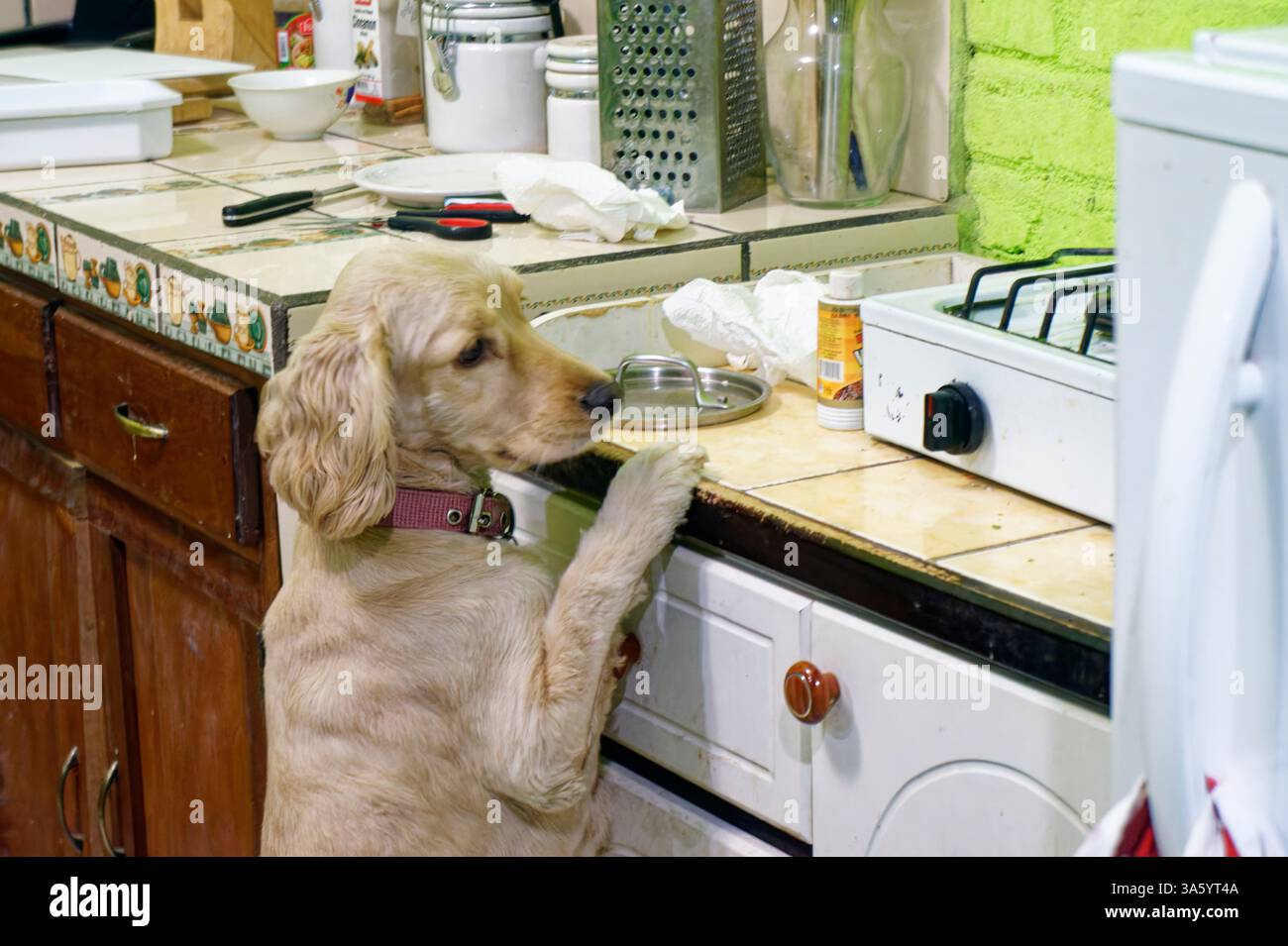Cocker spaniel trying to counter surf in a kitchen in Jinotega ...