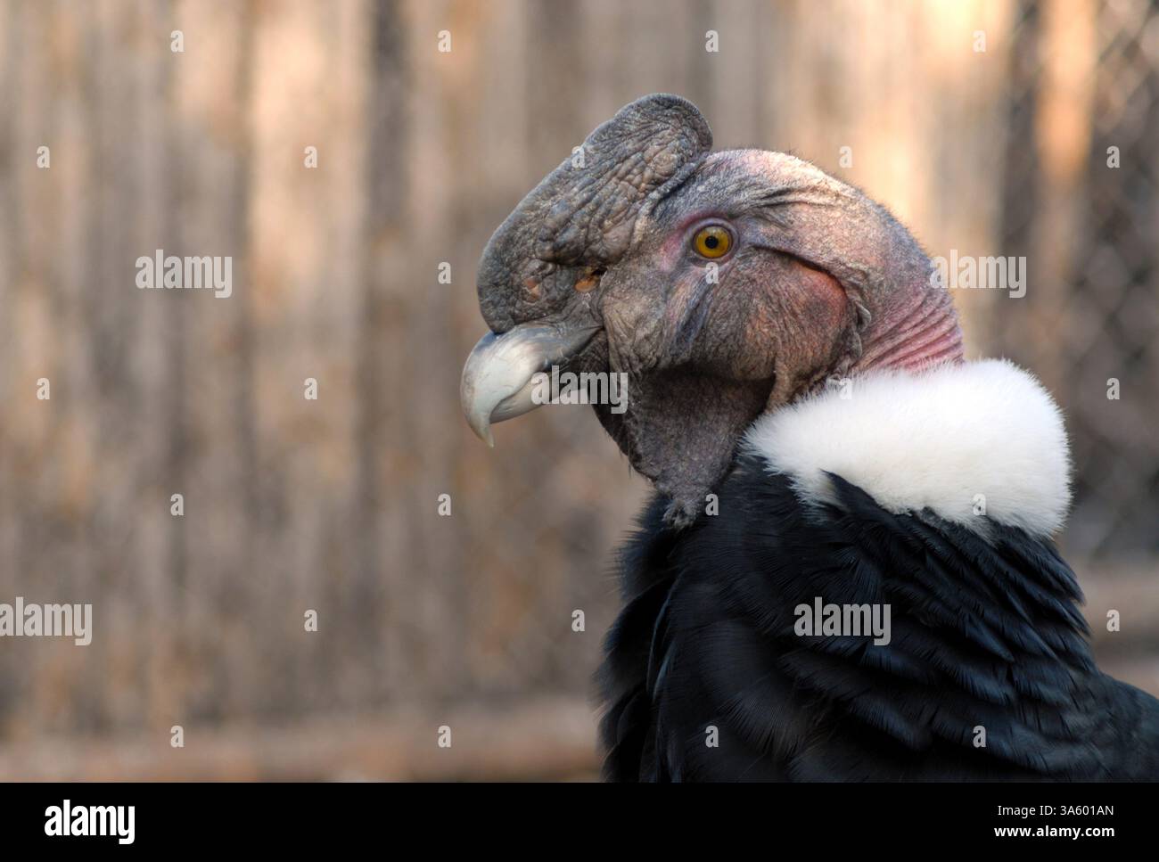 July 8, 2008 - An adult male Andean Condor resides at the Center for ...