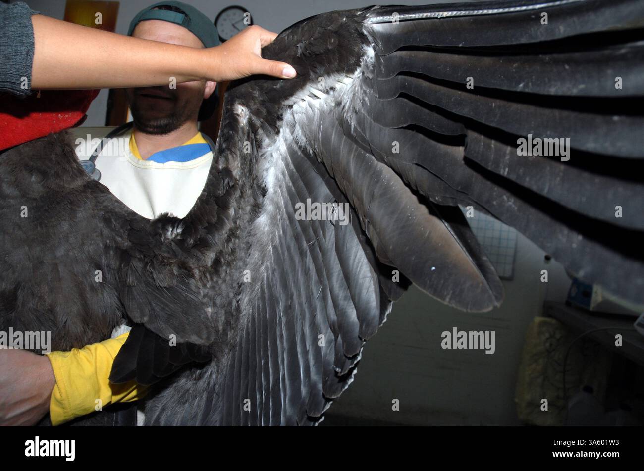 July 14, 2008 - Bird experts in the Metropolitan Zoo examine a young ...