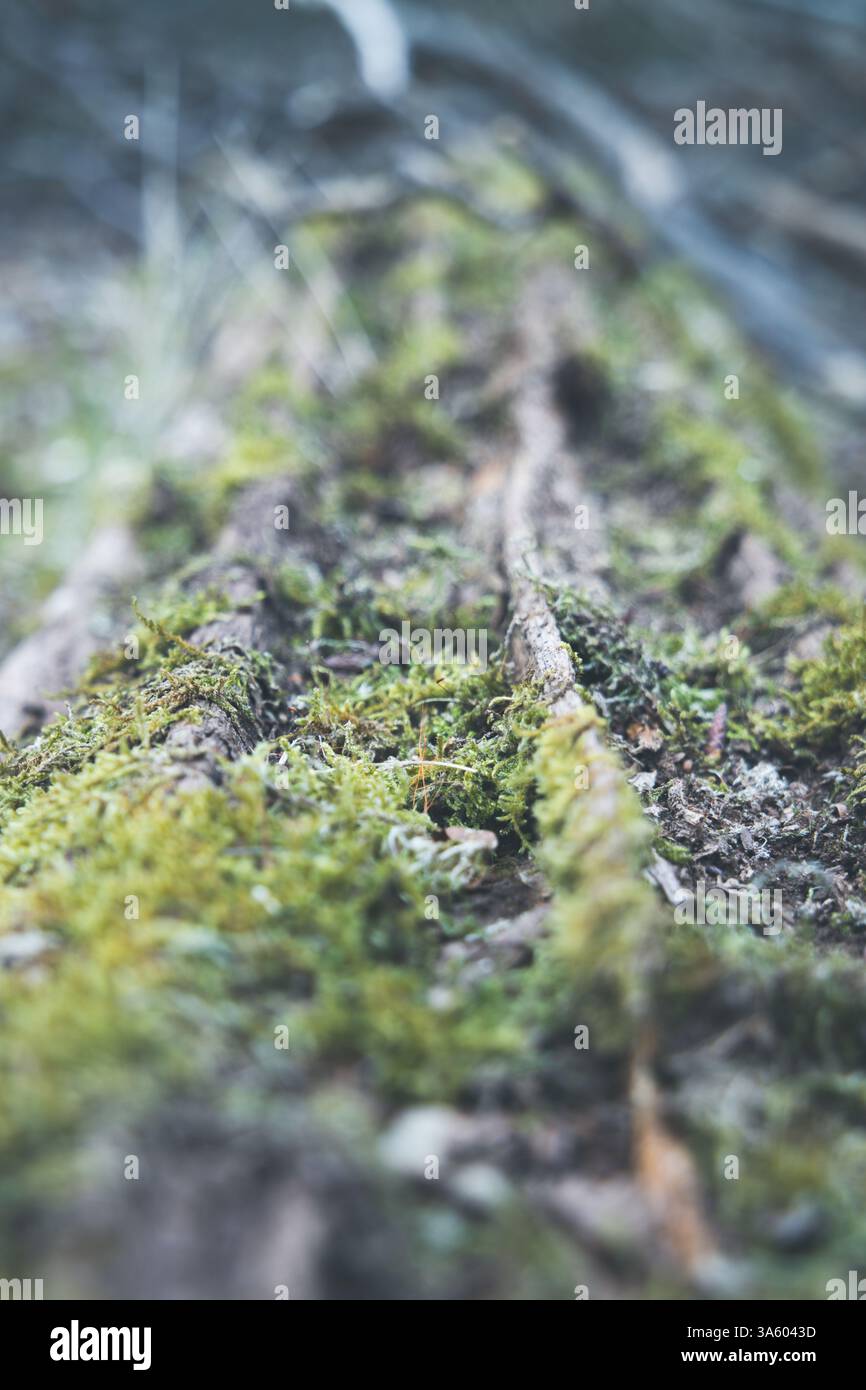 Moss growing on dead fallen trees in a forest Stock Photo - Alamy
