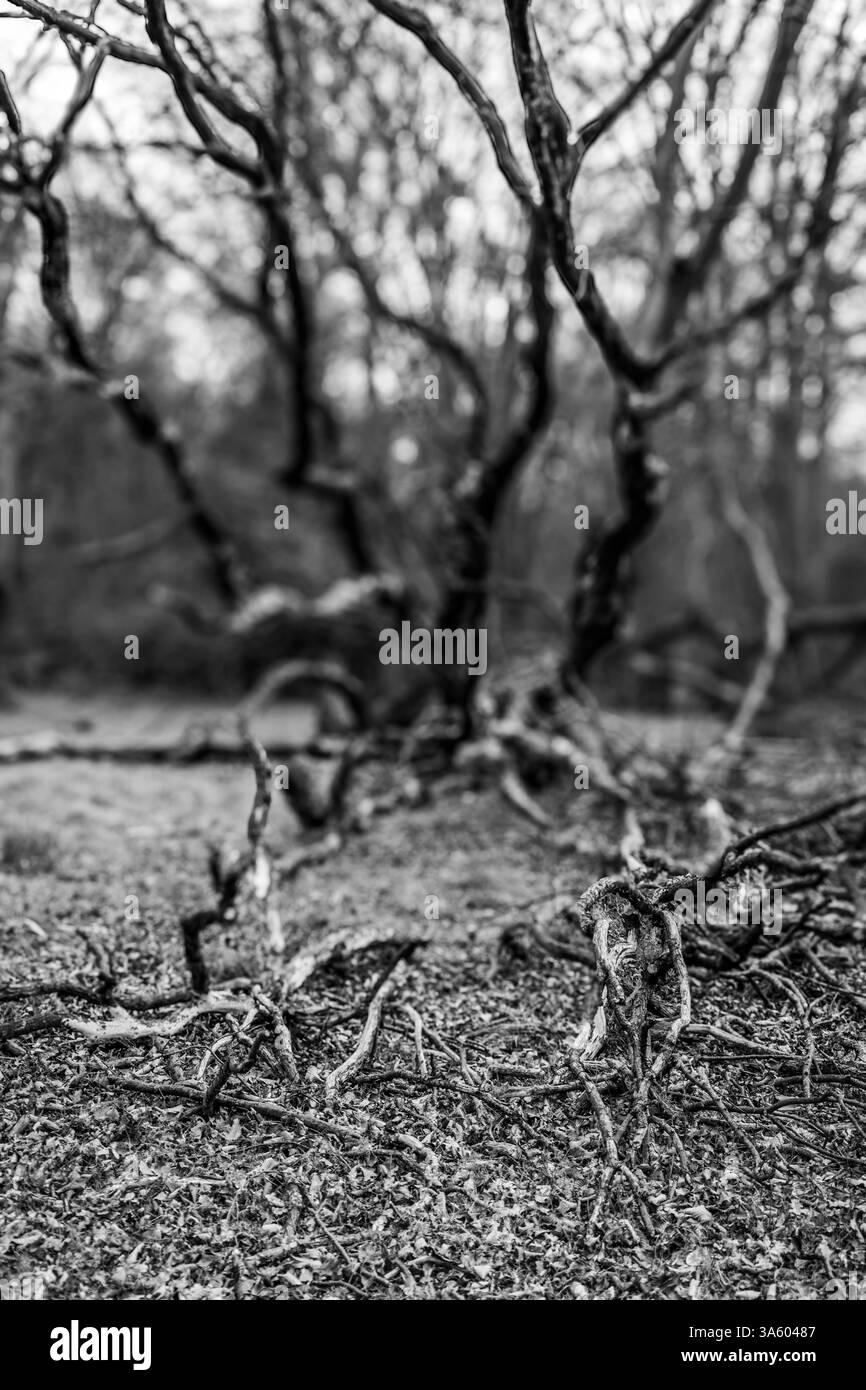The branches of a fallen tree in an old English forest reach out Stock ...