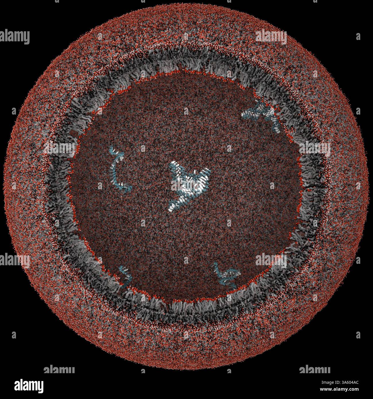 Aug. 4, 2008 - A model ''protocell'' assembled by artificial life ...