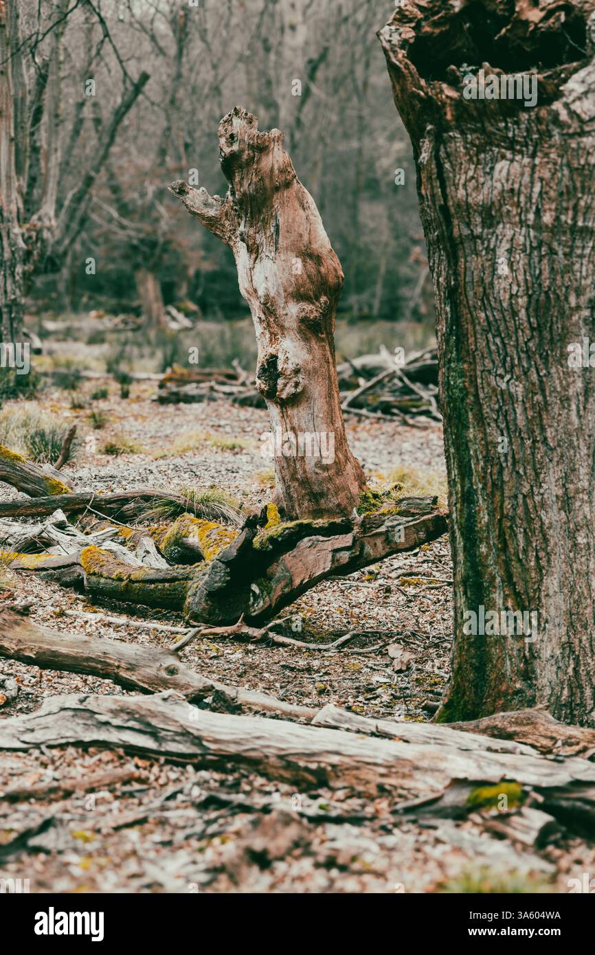 Dead and rotten tree hi-res stock photography and images - Alamy