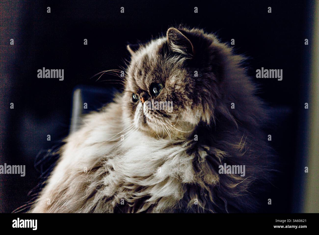 persian cat; chat persan tabby point regardant par une fenêtre, photo ...