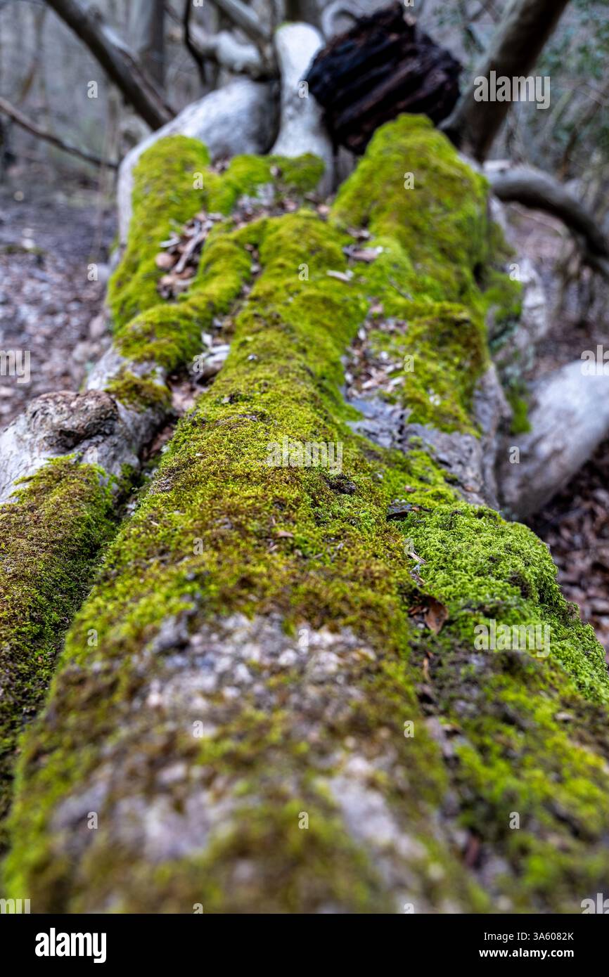 Moss growing on dead fallen trees in a forest Stock Photo - Alamy