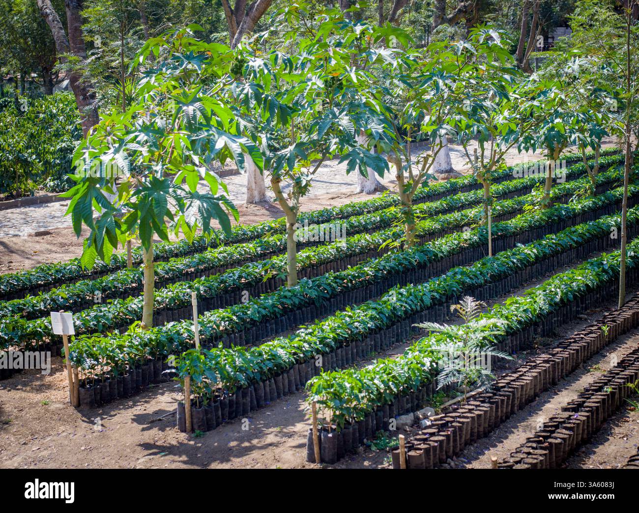 Coffee Plantation in Finca Filadelfia in Antigua Guatemala Stock Photo ...