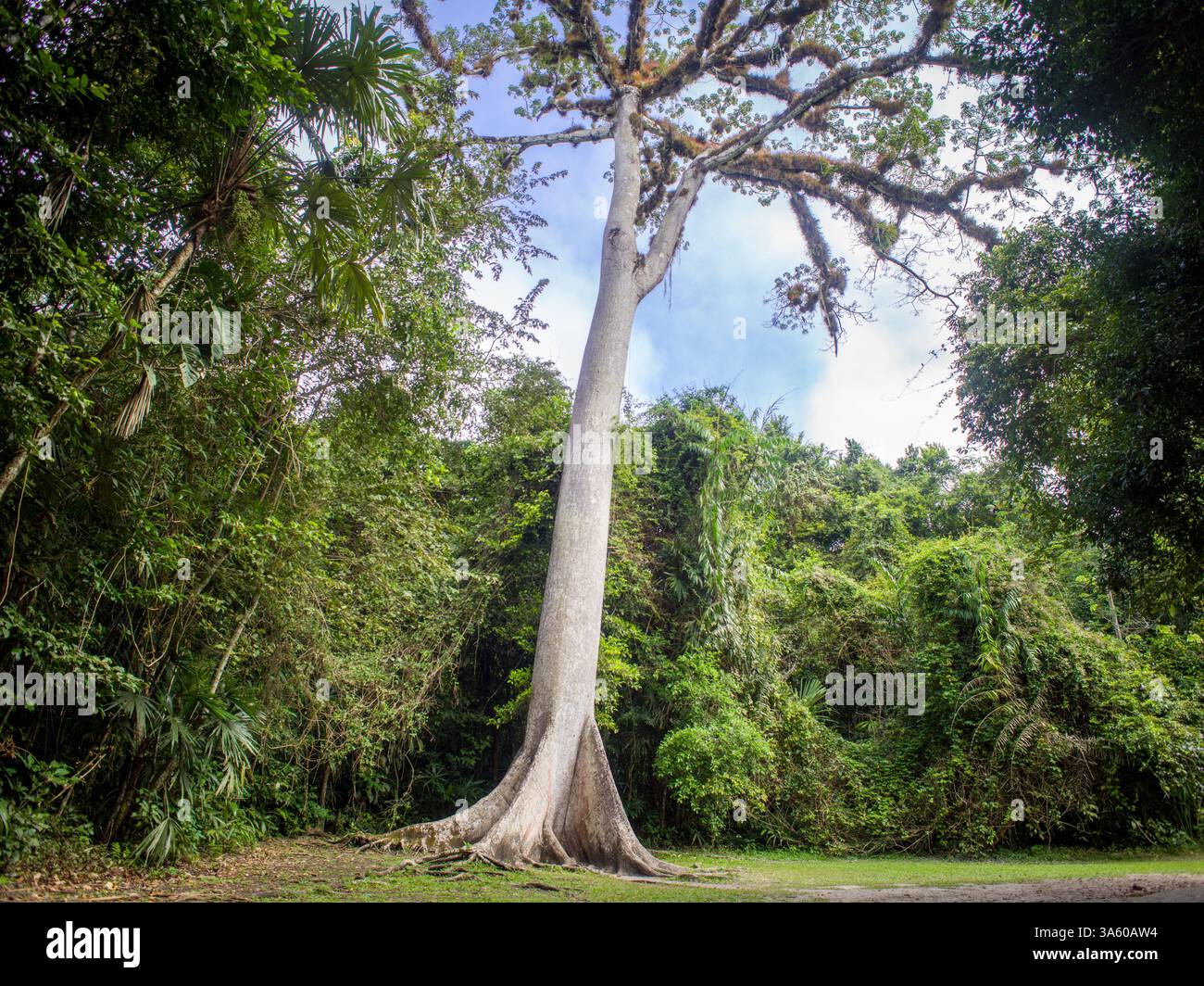 Kapok Tree (Ceiba Pentandra) in Tikal, Peten Guatemala Stock Photo - Alamy