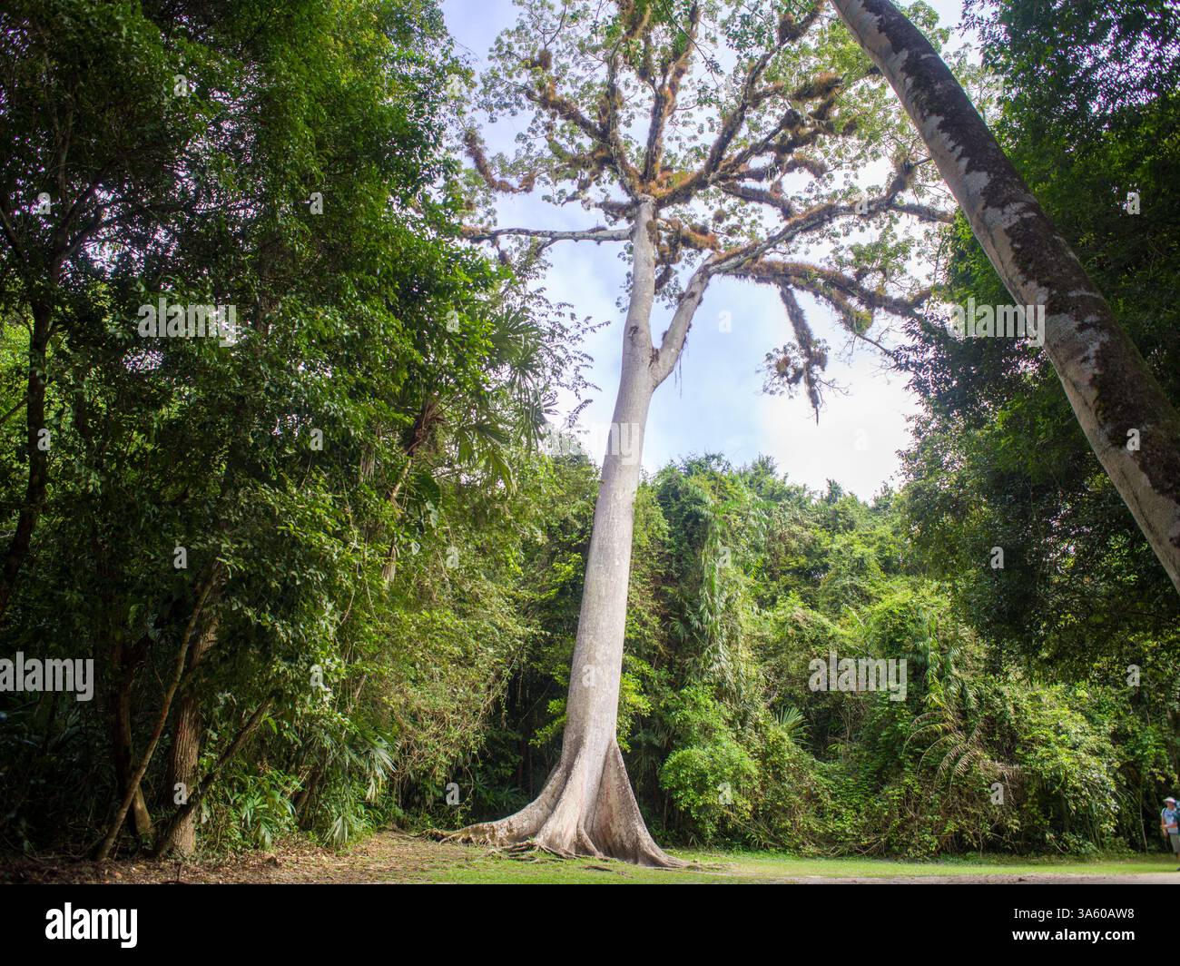Kapok Tree (Ceiba Pentandra) in Tikal, Peten Guatemala Stock Photo - Alamy