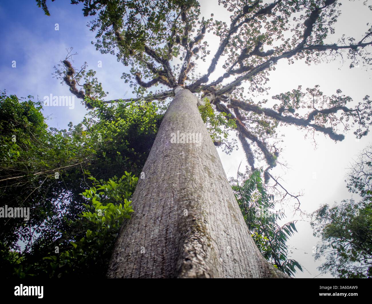 Kapok Tree (Ceiba Pentandra) in Tikal, Peten Guatemala Stock Photo - Alamy