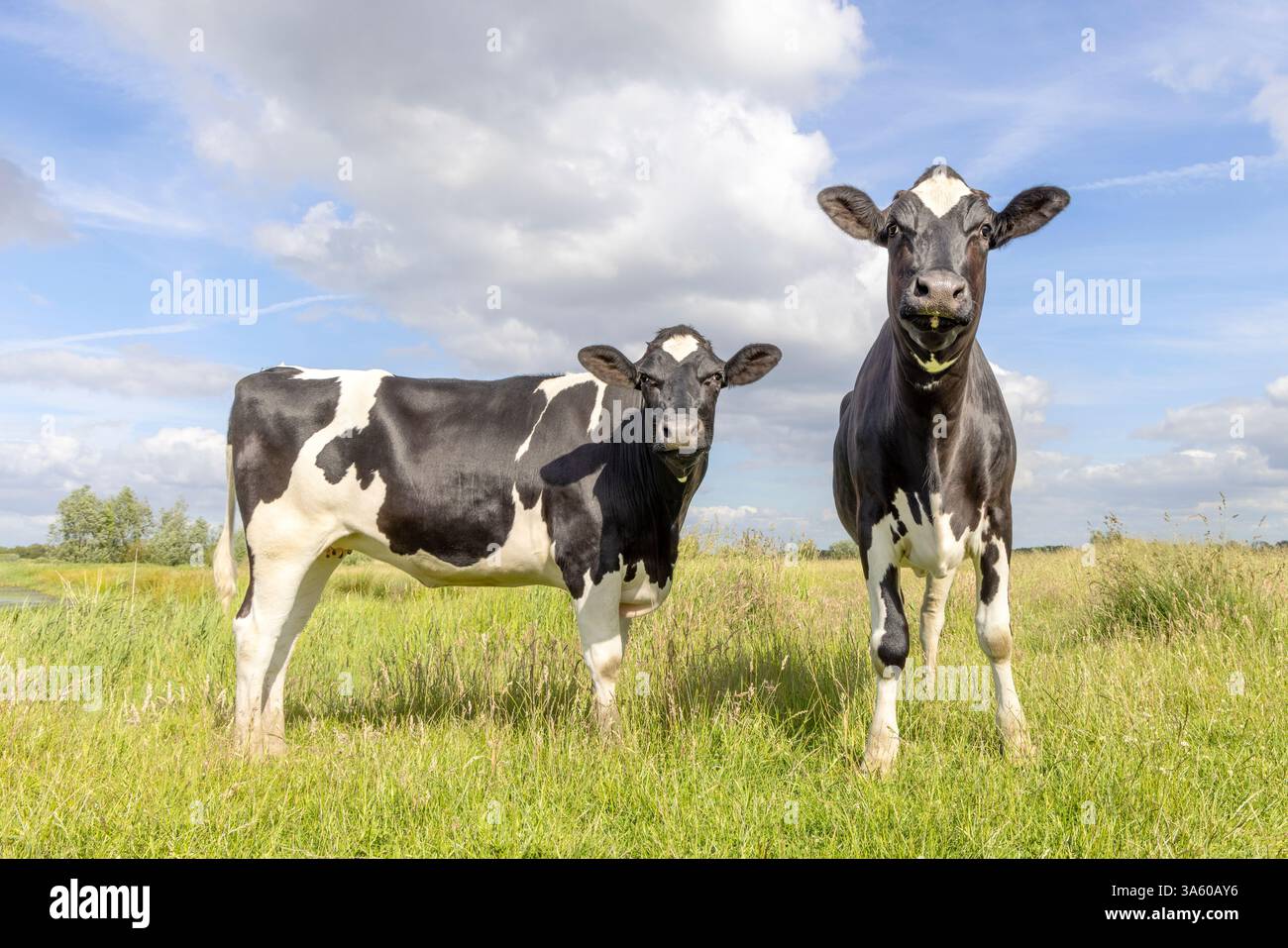 2 Cows heifer black and white, standing front and side view, in the ...