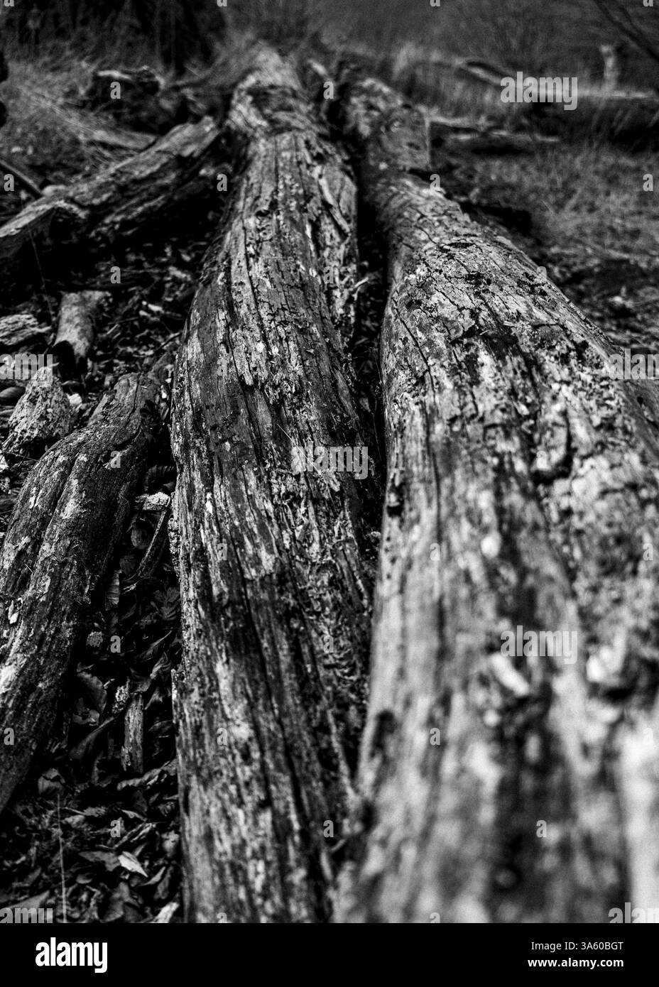 Trunks logs Black and White Stock Photos & Images - Alamy
