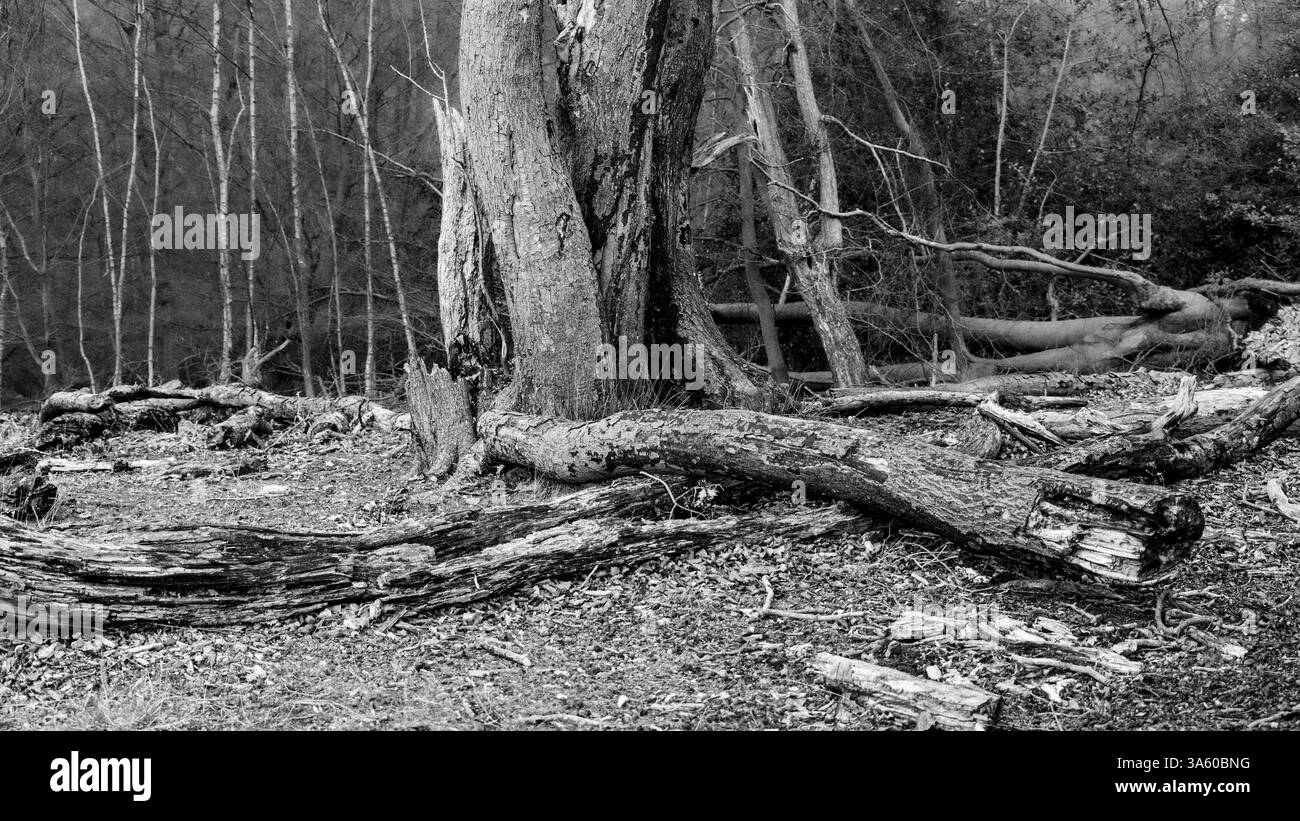An old dead tree stands amongst the debris of an old English forest ...