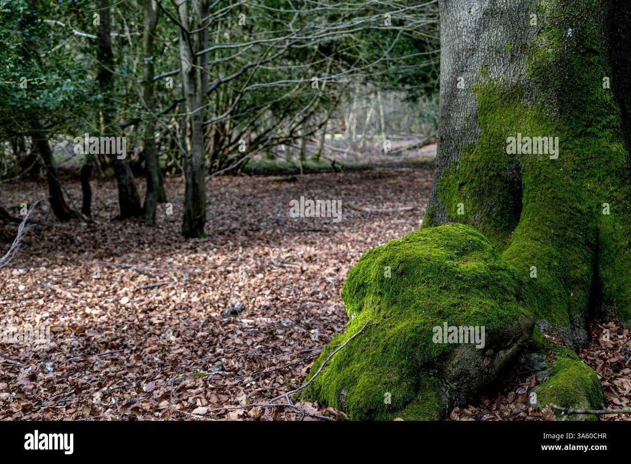 English lanscape hi-res stock photography and images - Alamy