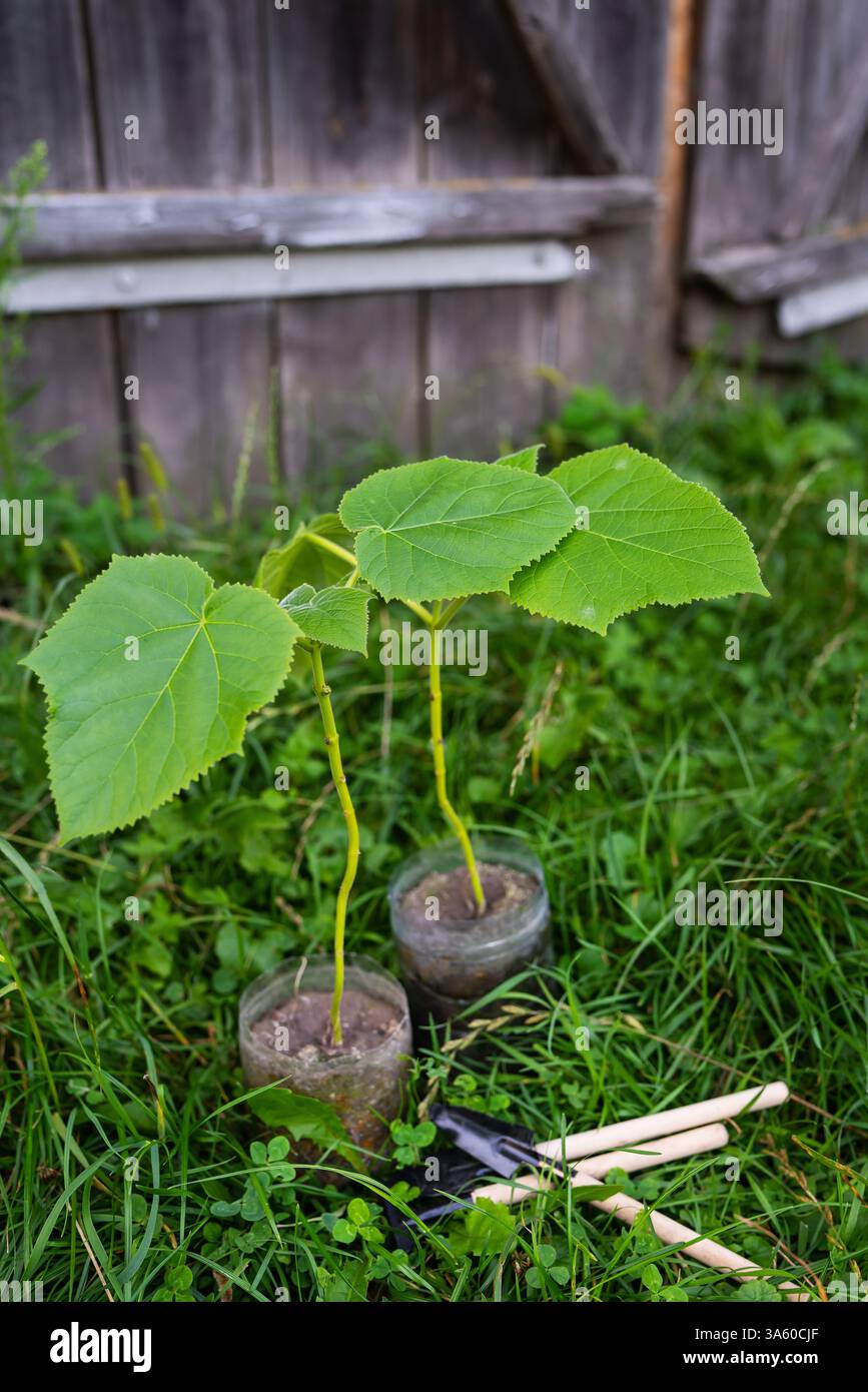 Two young paulownia saplings, potted and ready for planting, sit ...