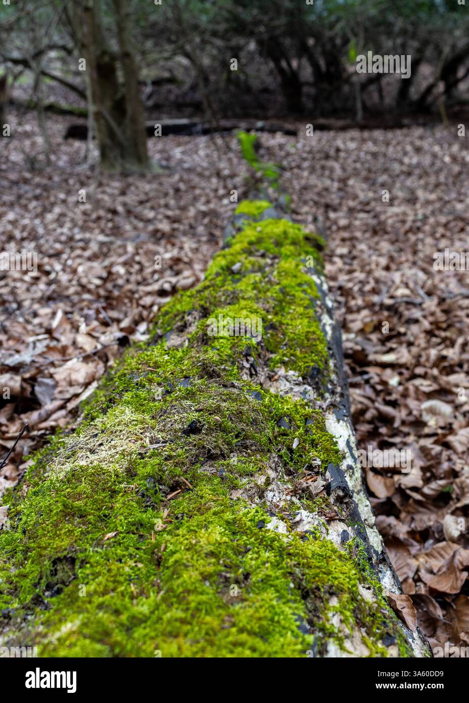 Moss growing on dead fallen trees in a forest Stock Photo - Alamy