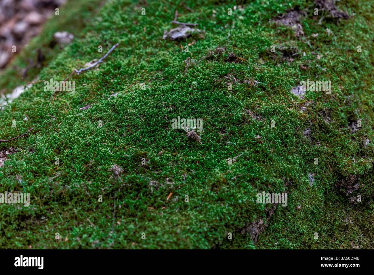Moss growing on dead fallen trees in a forest Stock Photo - Alamy