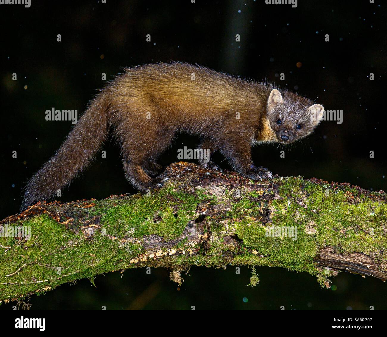 Welsh Pine Marten in the Dyfi Forest Stock Photo - Alamy