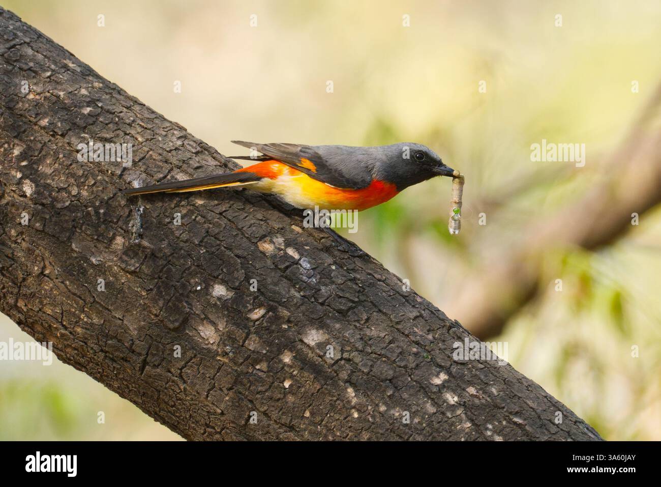 Small Minivet (Pericrocotus cinnamomeus) Male with caterpillar Stock ...