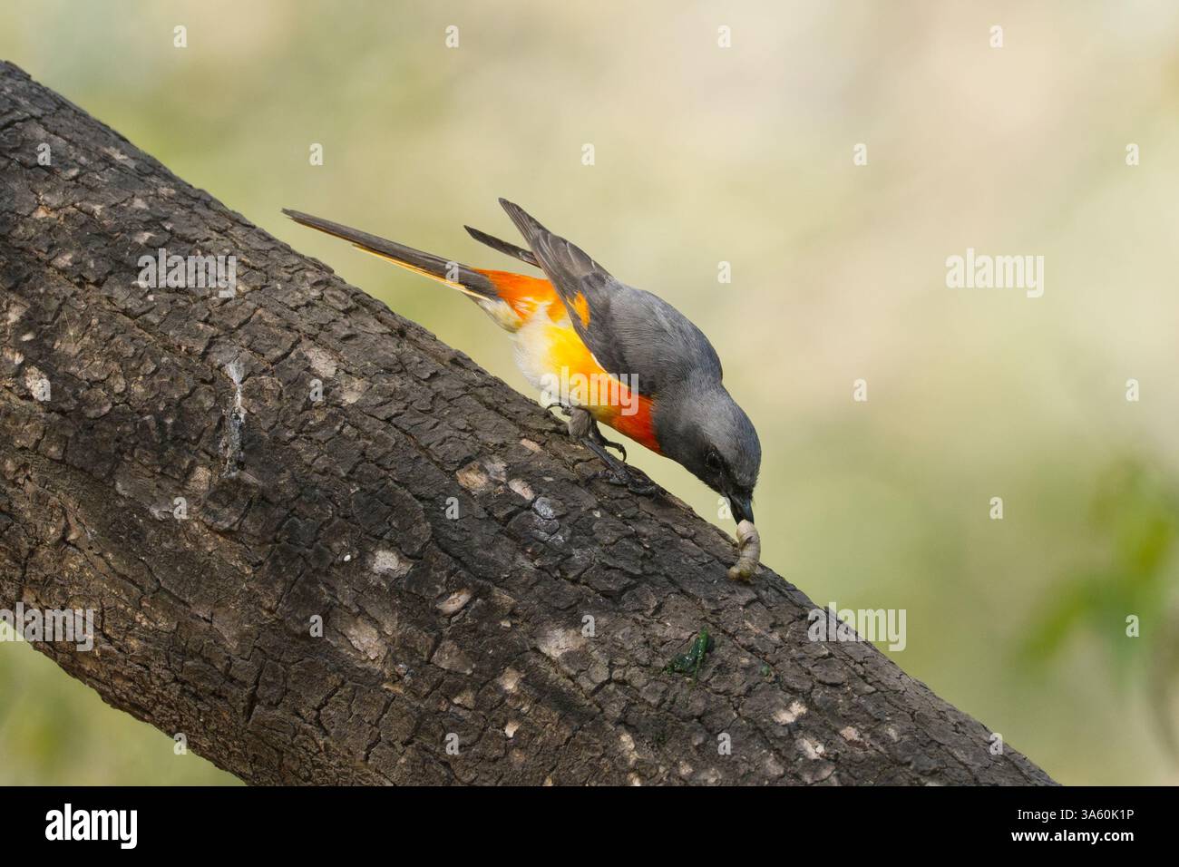 Small Minivet (Pericrocotus cinnamomeus) Male with caterpillar Stock ...