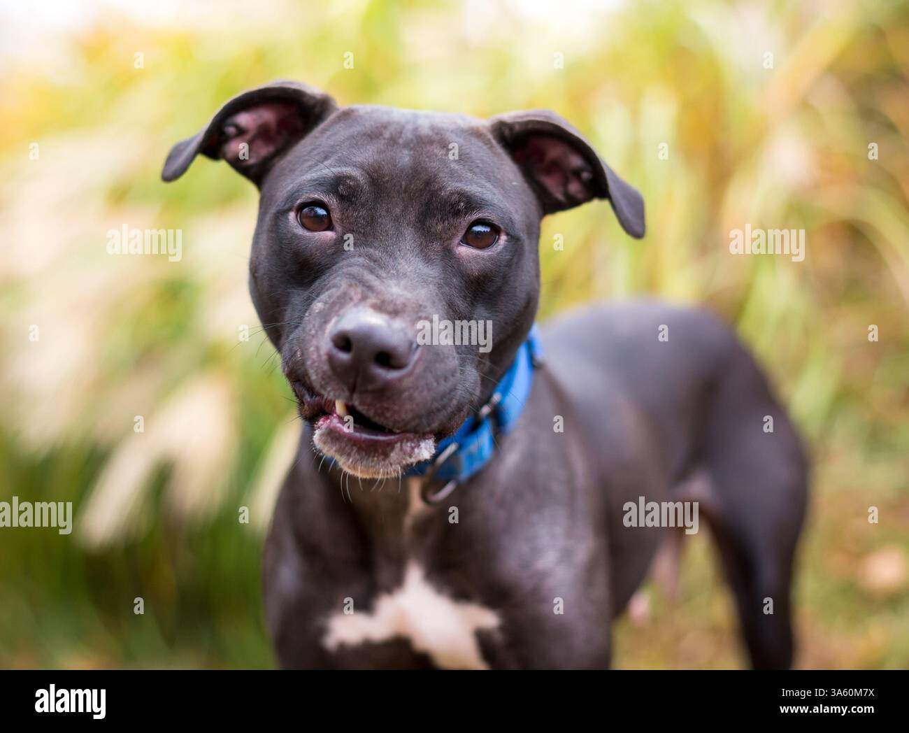 A black and white Pit Bull Terrier mixed breed dog making a funny face ...