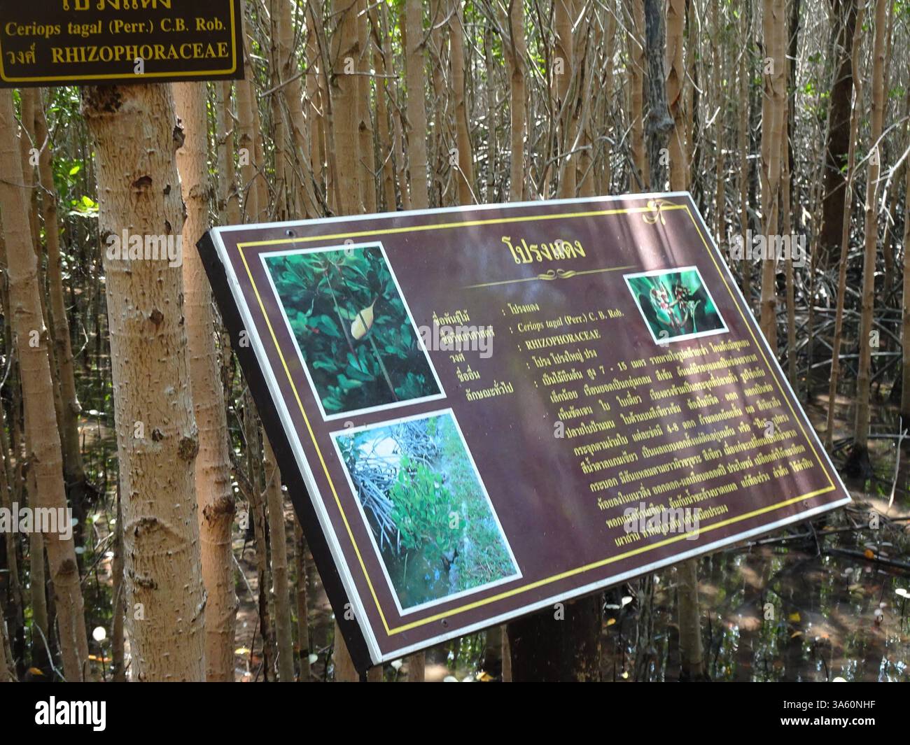 RECORD DATE NOT STATED Pranburi Forest National Park, Mangroven, Wald ...
