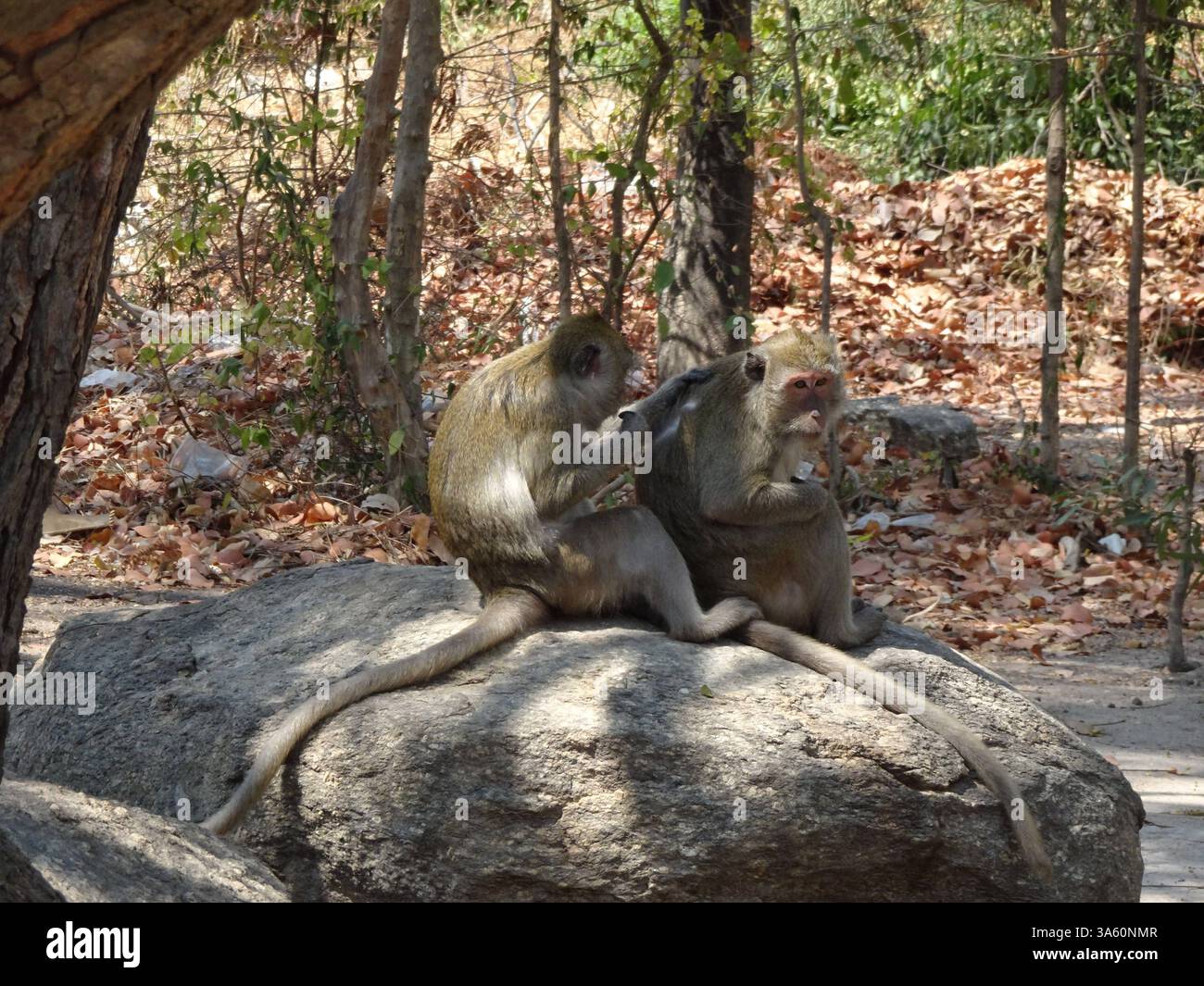 RECORD DATE NOT STATED Kao Hin Lek Fai View Point, Affen, Hua Hin, Thailand, 2025, Manfred ...