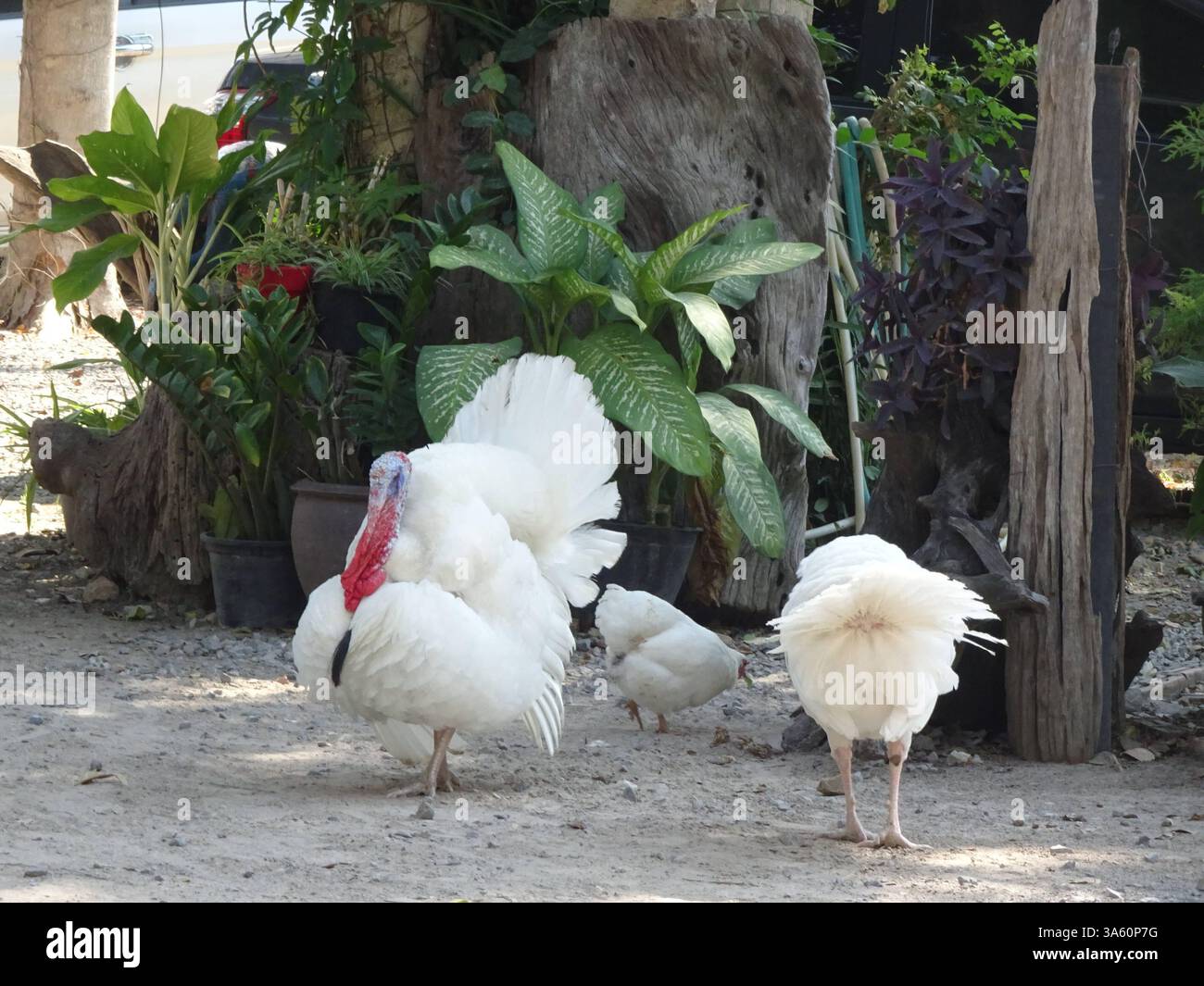 RECORD DATE NOT STATED Truthahn, Hua Hin, Artist Village, Thailand ...