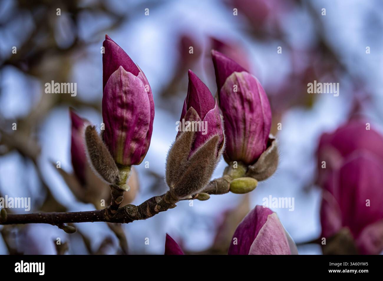 The pretty flowers of a magnolia tree in springtime Stock Photo - Alamy