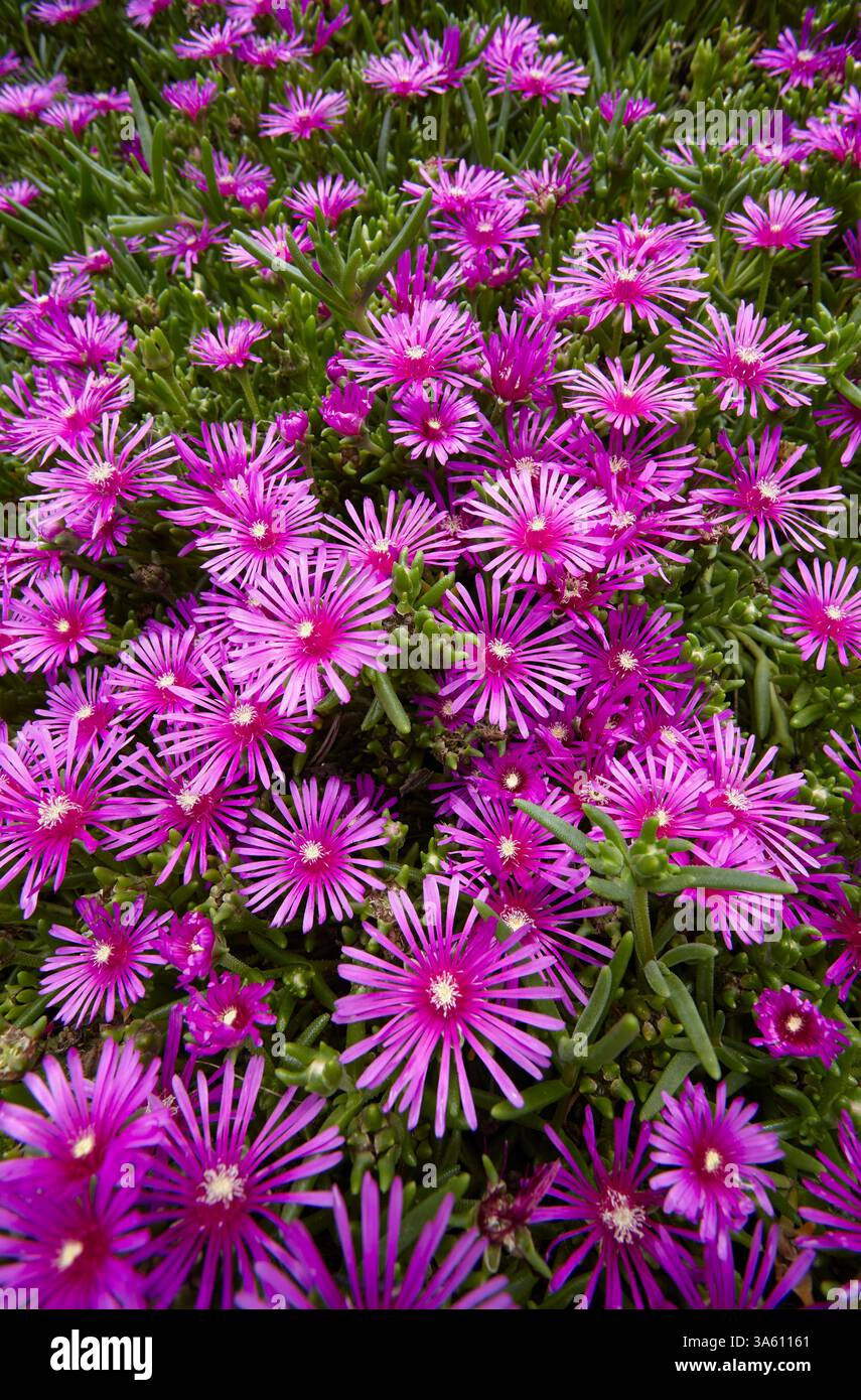 Hardy ice plant hi-res stock photography and images - Alamy