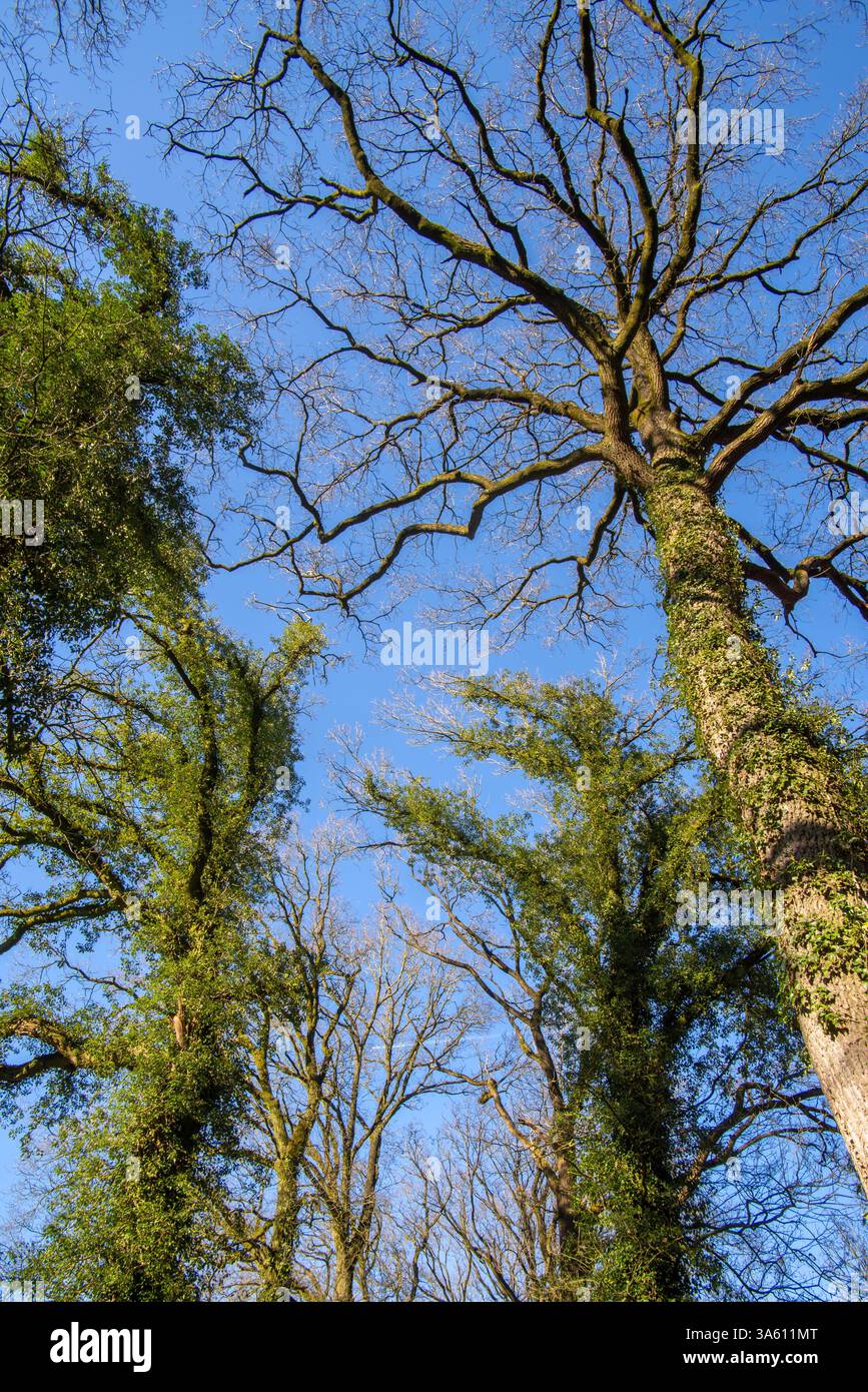 Common oak / pedunculate oak / English oak (Quercus robur) tree trunks ...