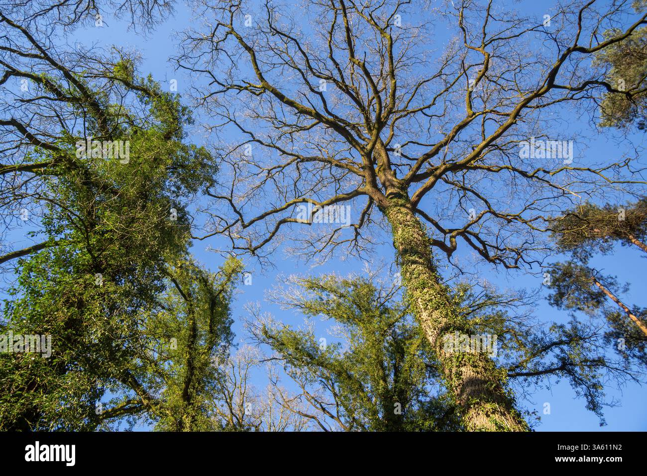 Common oak / pedunculate oak / English oak (Quercus robur) tree trunks ...