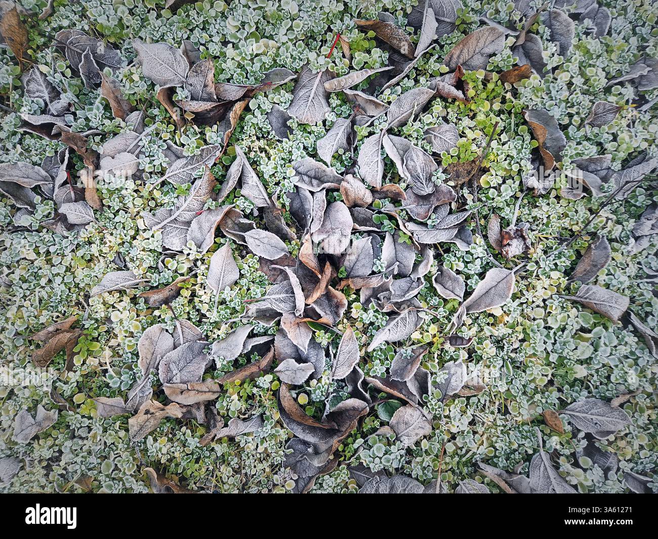 Closeup grass covered frost smartphone stock photos and images - Alamy