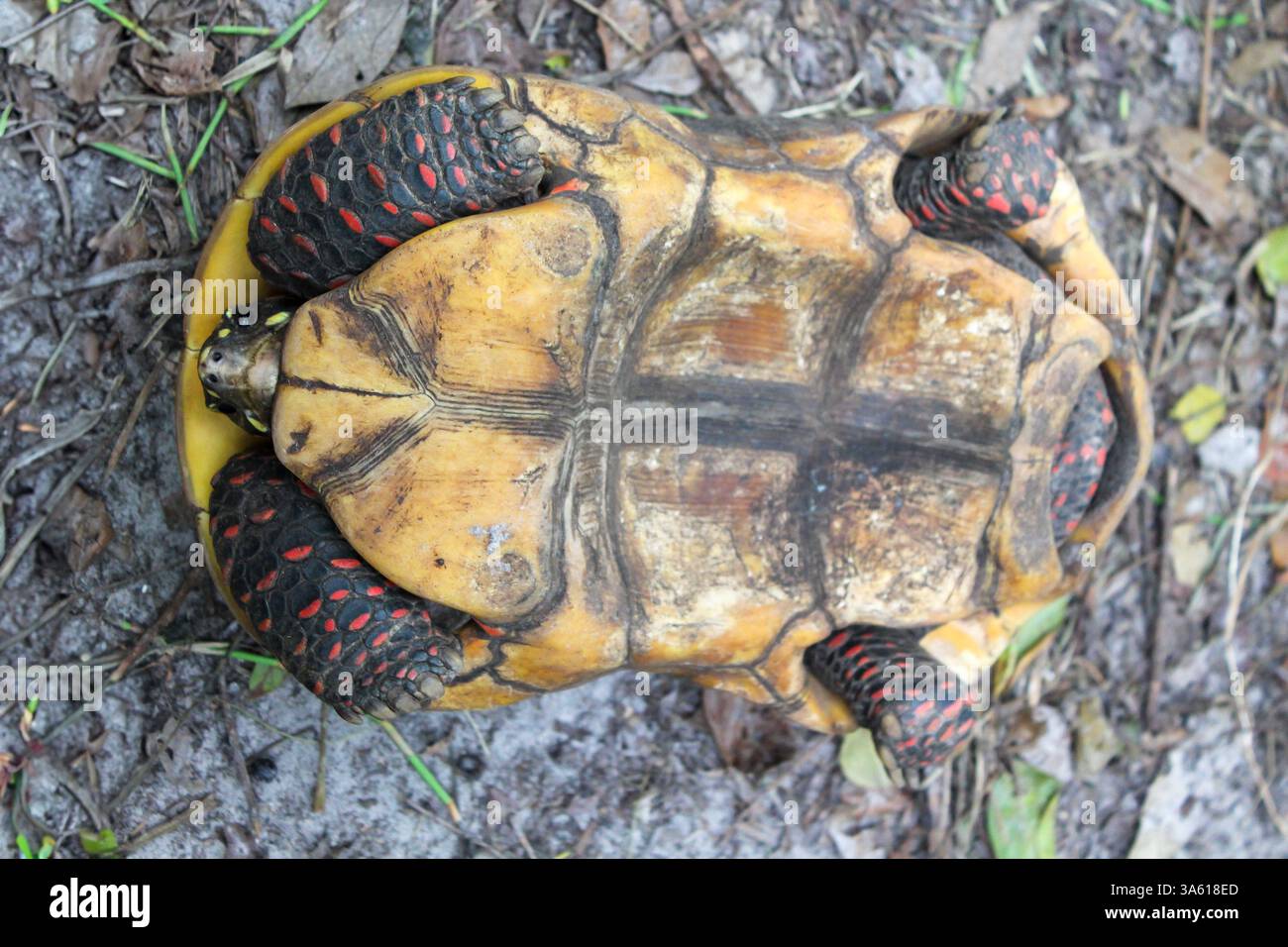 Closeup of the underside of a cute turtle, under supervision at a zoo ...