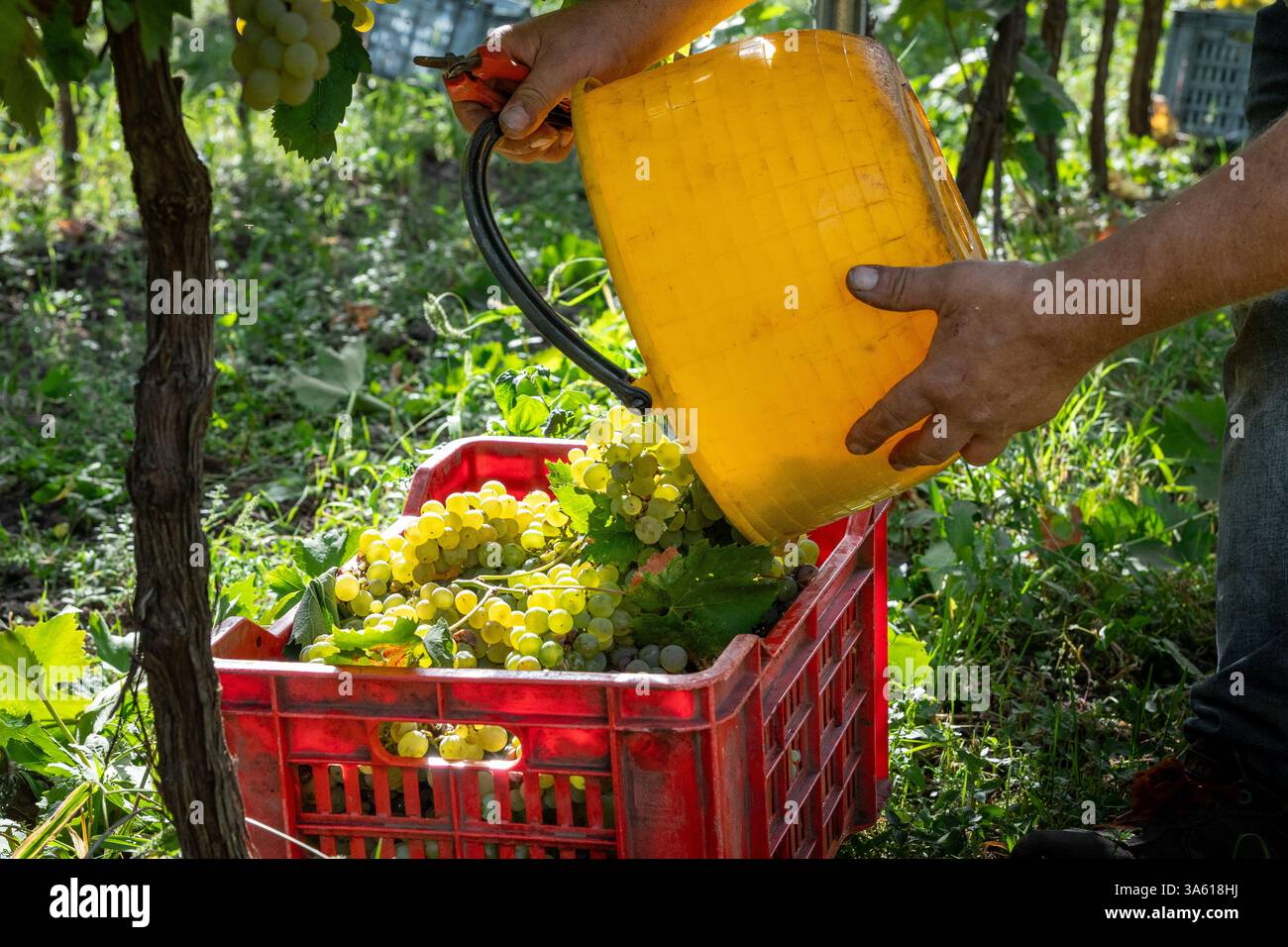 white grapes, grape harvest, Sicily, wine production, vineyard, rural ...