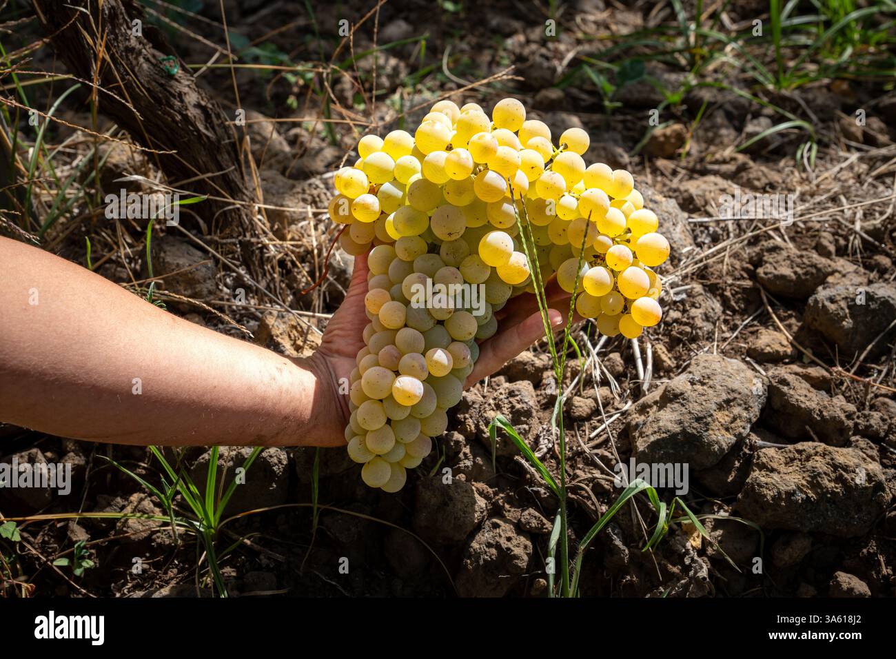 white grapes, grape bunch, harvest, farmer hand, volcanic soil, Sicily ...