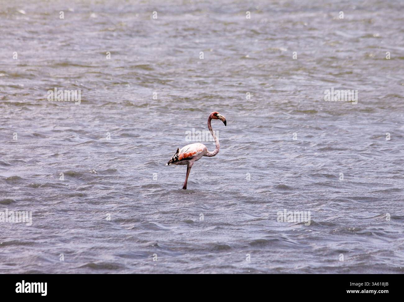 Gray flamingo walking in shallow water looking into the distance ...