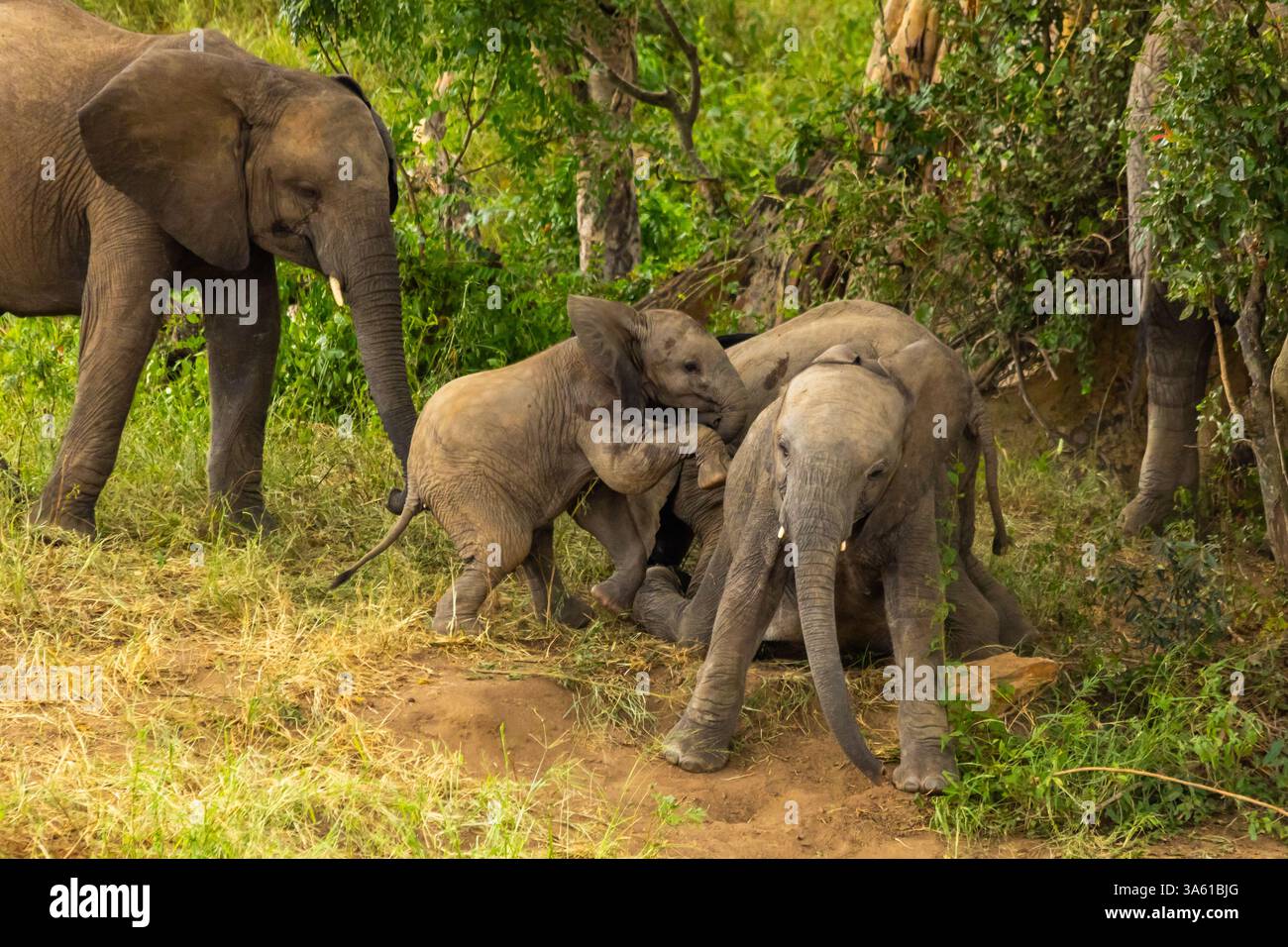 Three baby elephants (Loxodonta africana) playing Stock Photo - Alamy