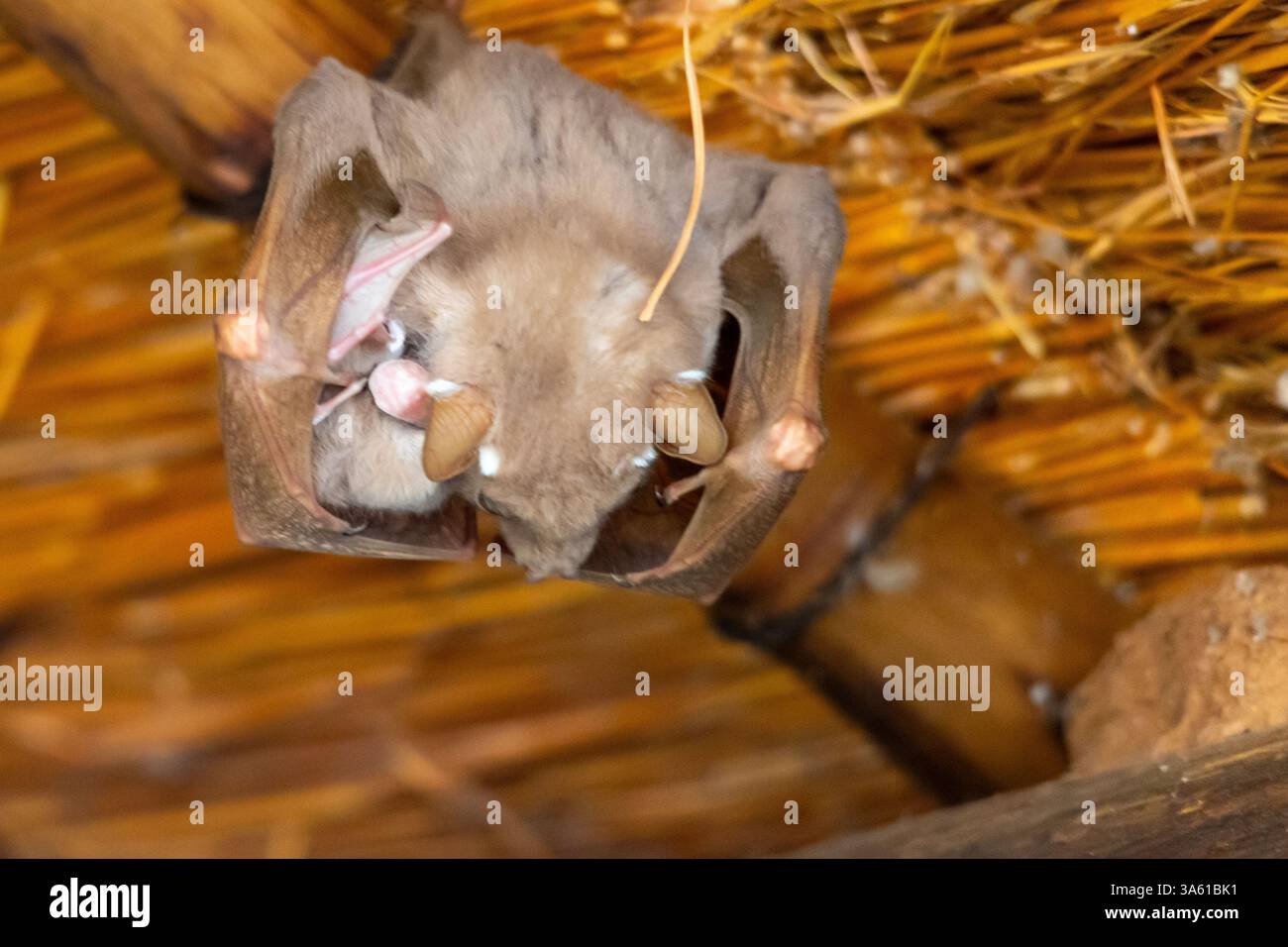 A Wahlberg's epauletted fruit bat, (Epomophorus wahlbergi) clutching ...