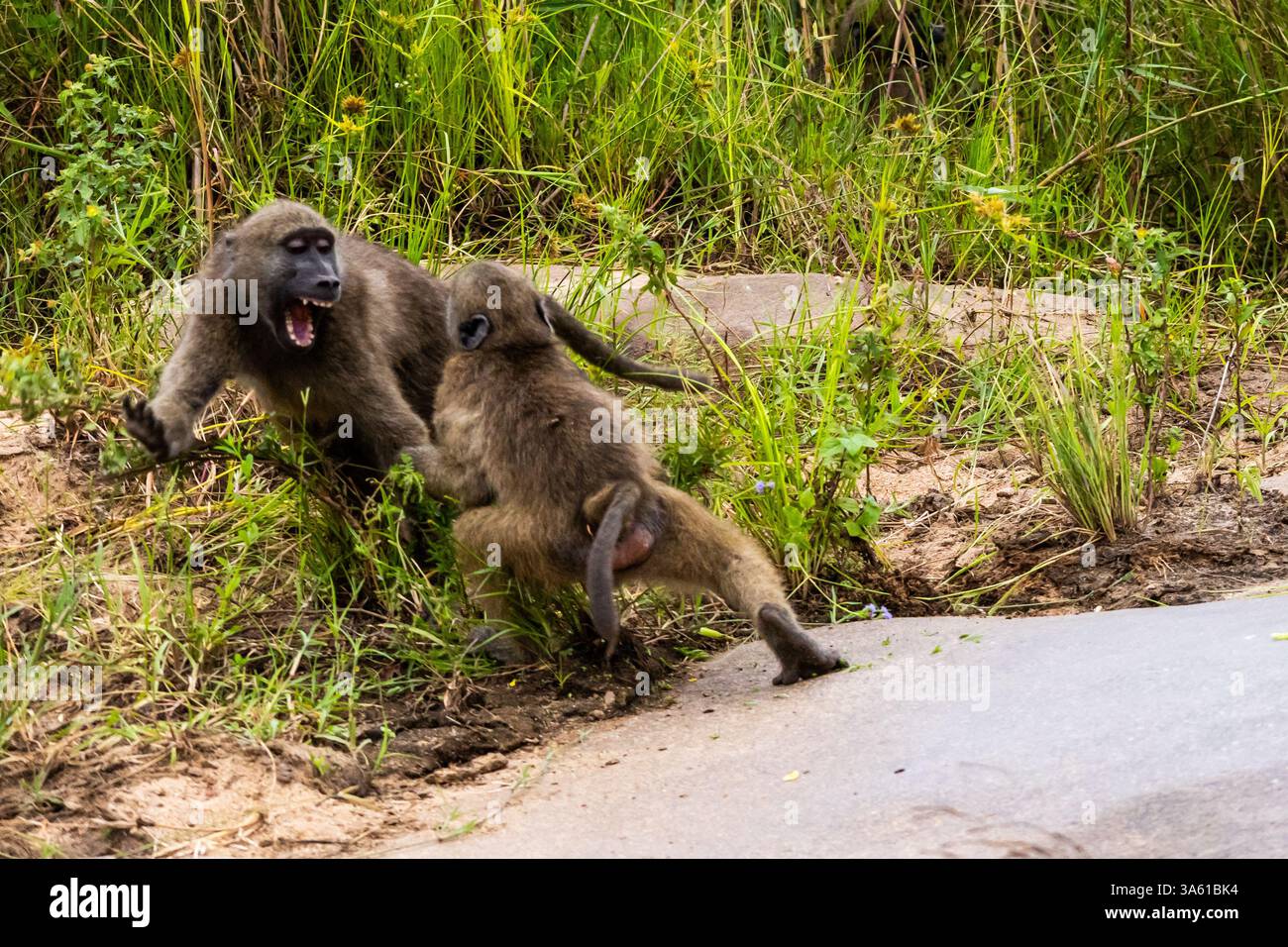 Two chacma baboons playing in the bed of the Sand river in Kruger ...