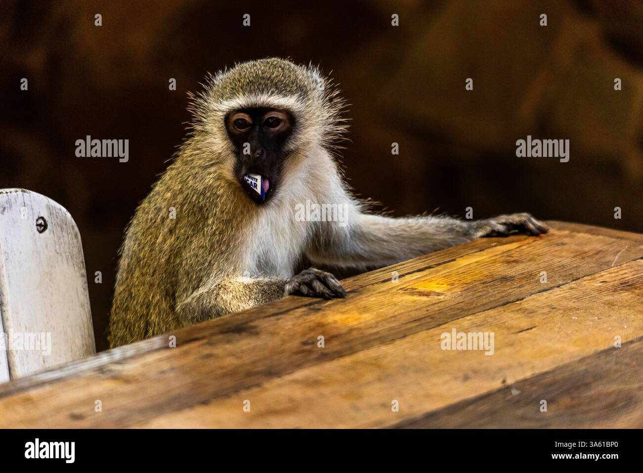 A Vervet monkey, Chlorocebus pygerythrus, sitting at a table eating a ...